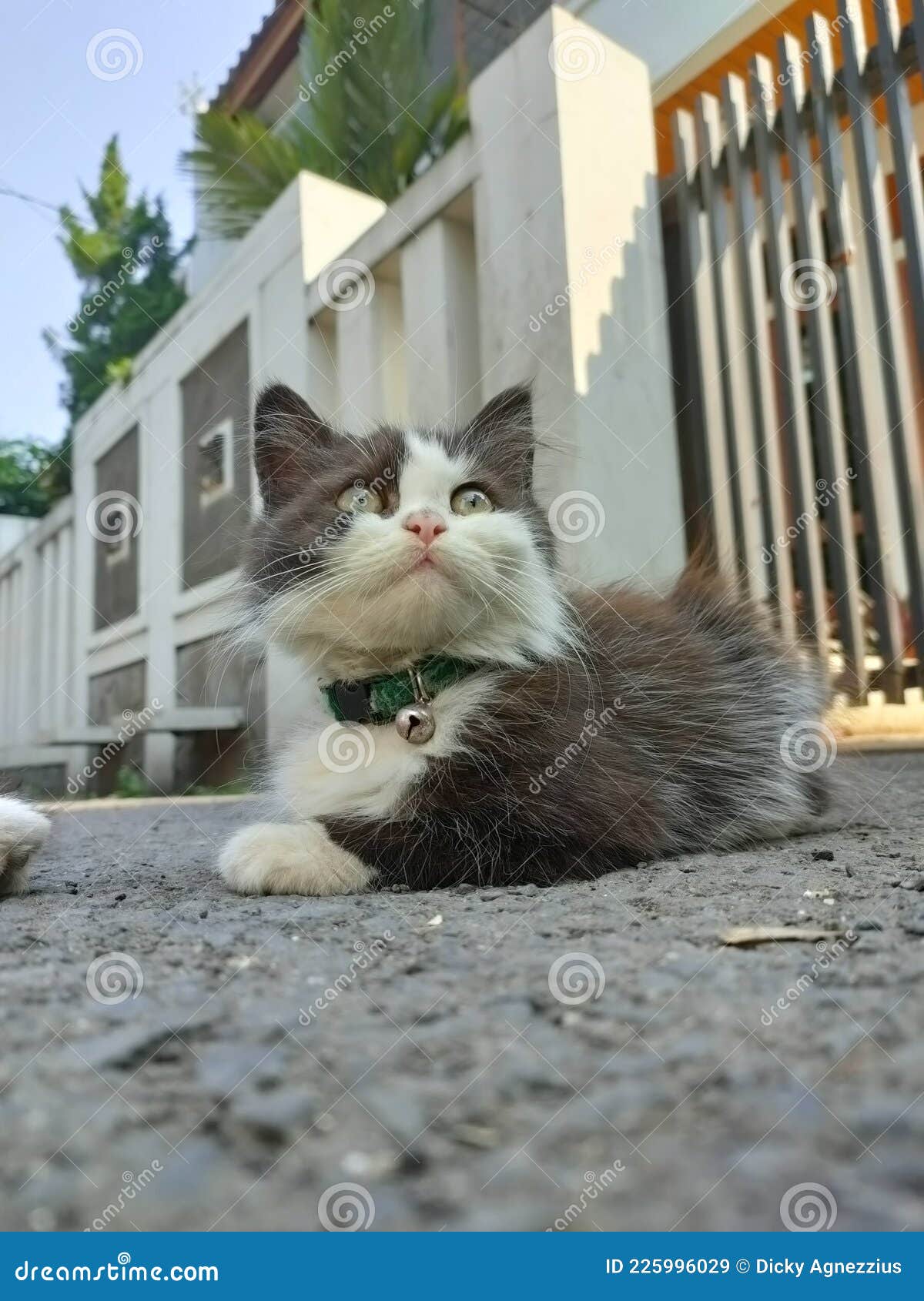 Cute cat on the road stock image. Image of road, cute - 225996029