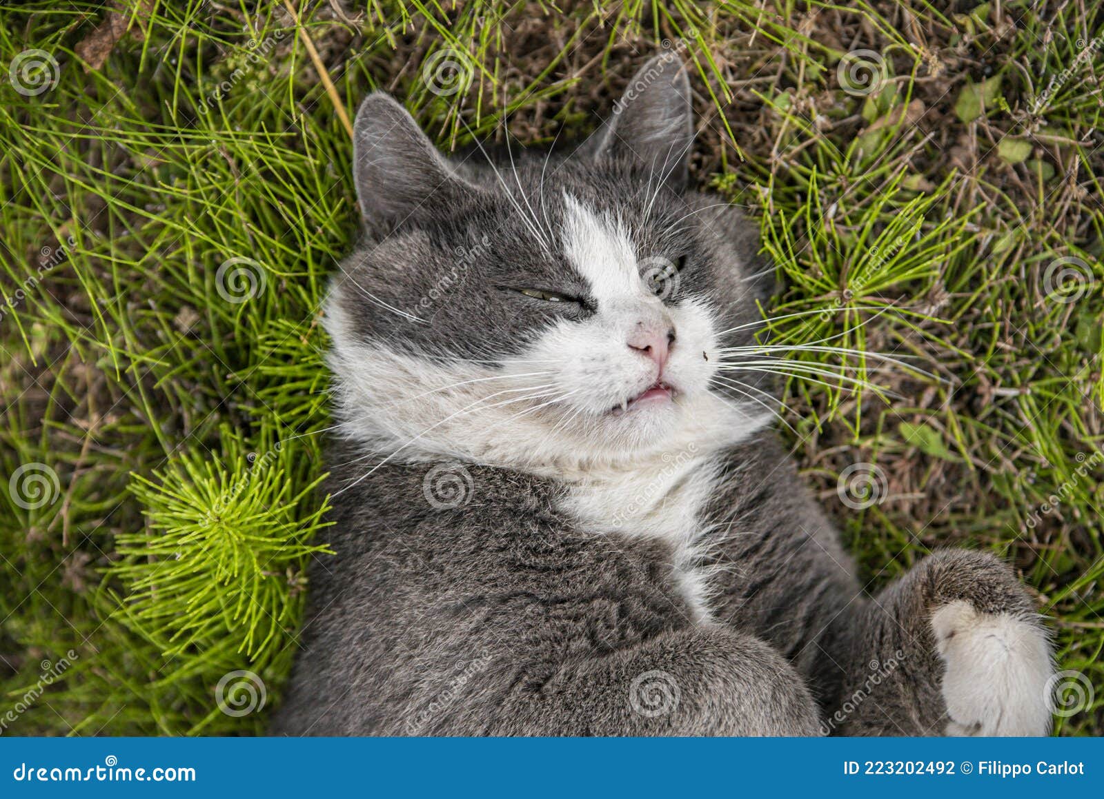 Cute Cat Rolls on the Grass Stock Photo - Image of kitten, looking ...