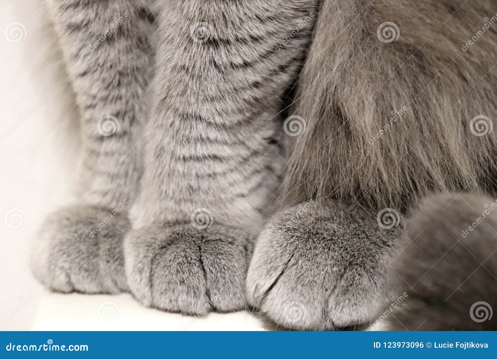 Cute cat`s paws stock photo. Image of paws, blue, cute - 123973096