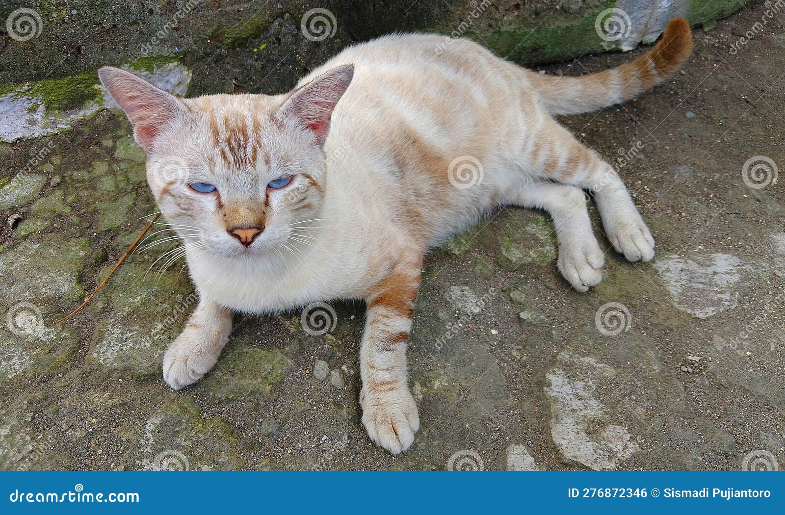 Cute cat with sad face stock photo. Image of people - 276872346