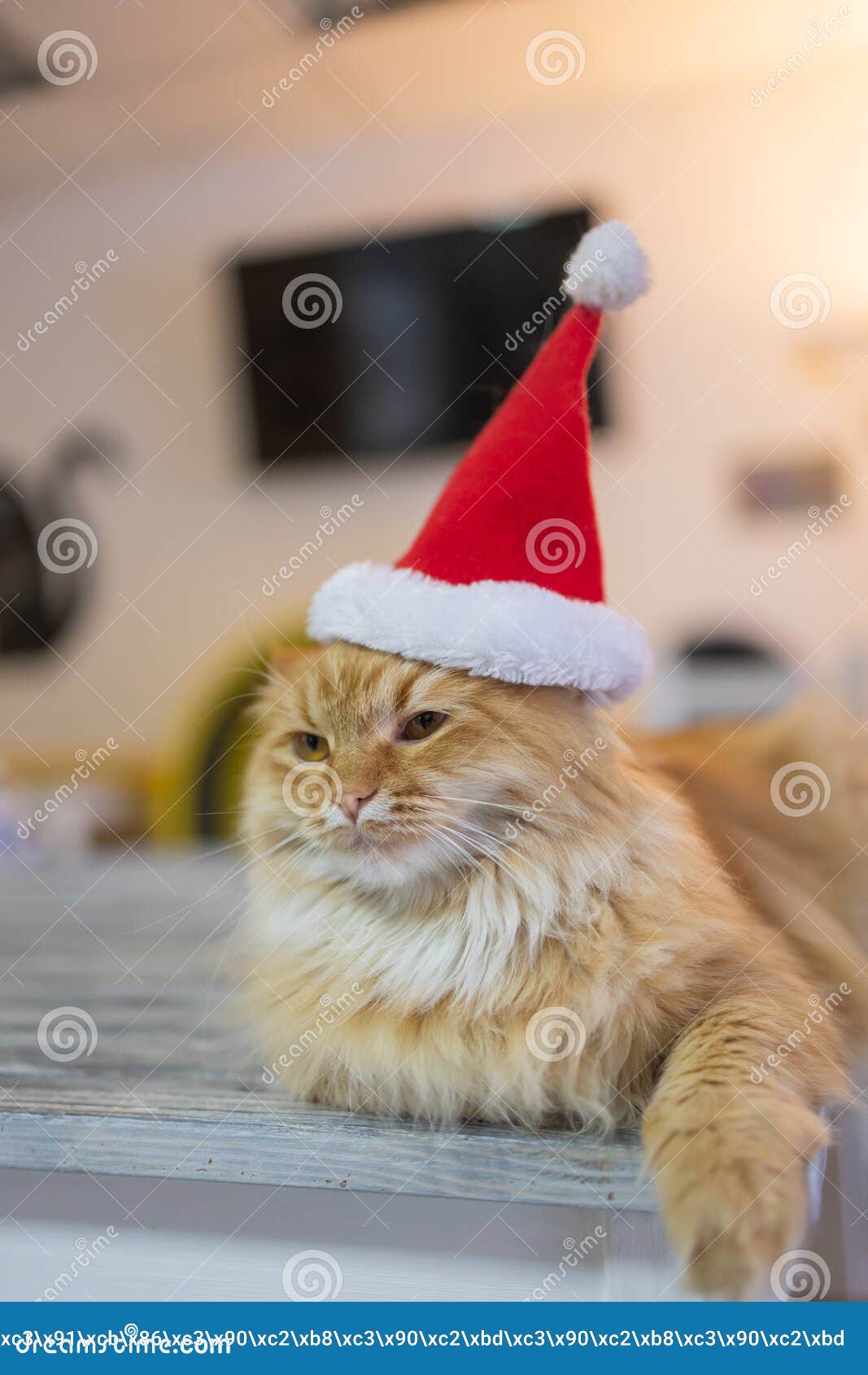 Cute Cat In Santa Claus Hat Against Blurred Christmas Lights Stock