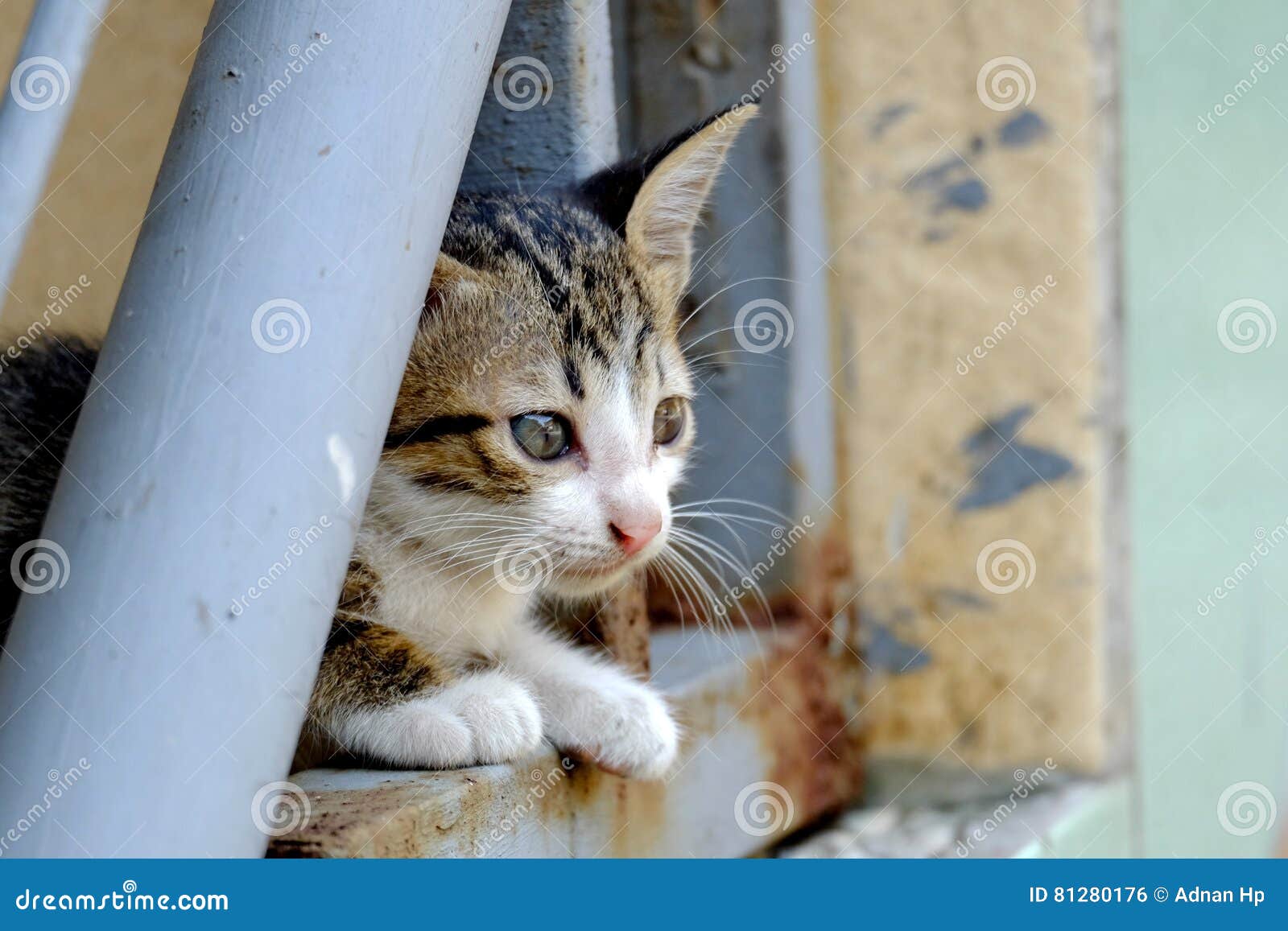 Cute cat sat quietly stock photo. Image of cuddly, cute - 81280176