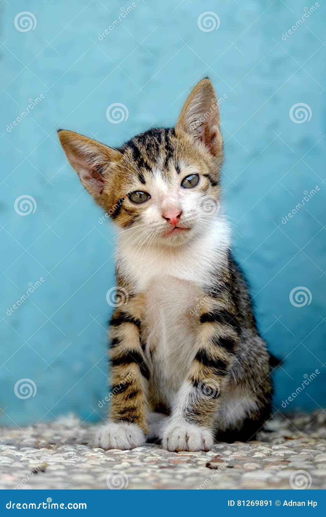 Cute cat sat quietly stock image. Image of portrait, fluffy - 81269891