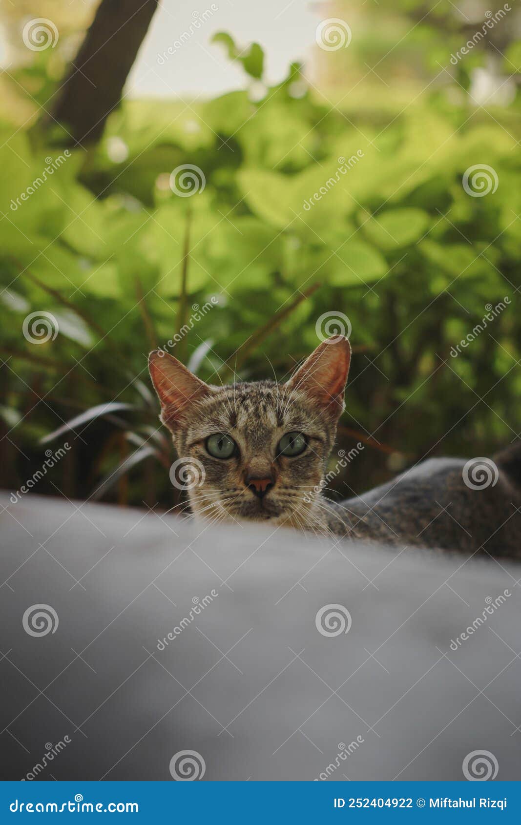 Cute Cat with Scared Expression Stock Photo - Image of funny, head ...