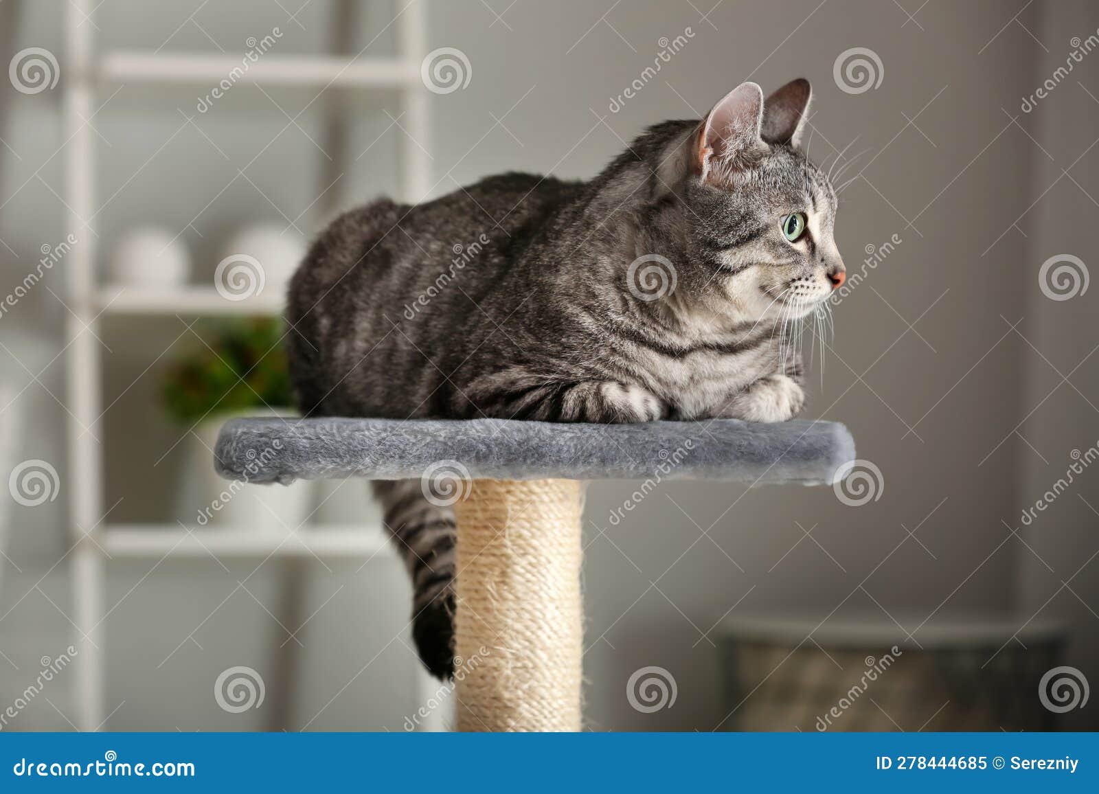Cute Cat on Scratching Post at Home Stock Image - Image of adorable ...