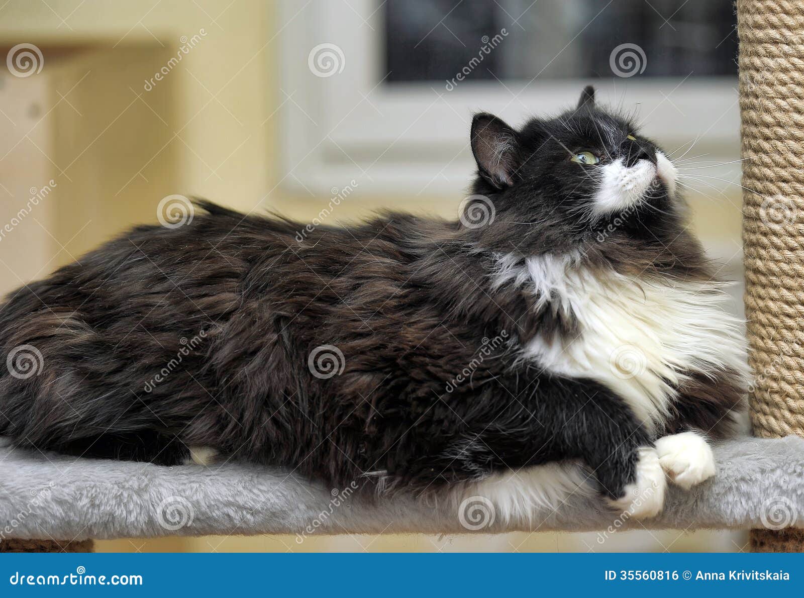Cute Cat Scratching a Post stock photo. Image of feline - 35560816