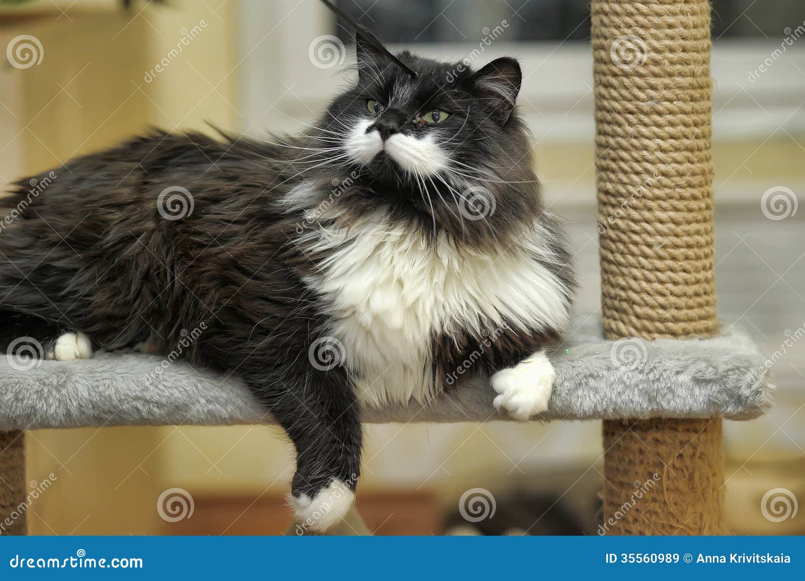 Cute Cat Scratching a Post stock image. Image of breed - 35560989