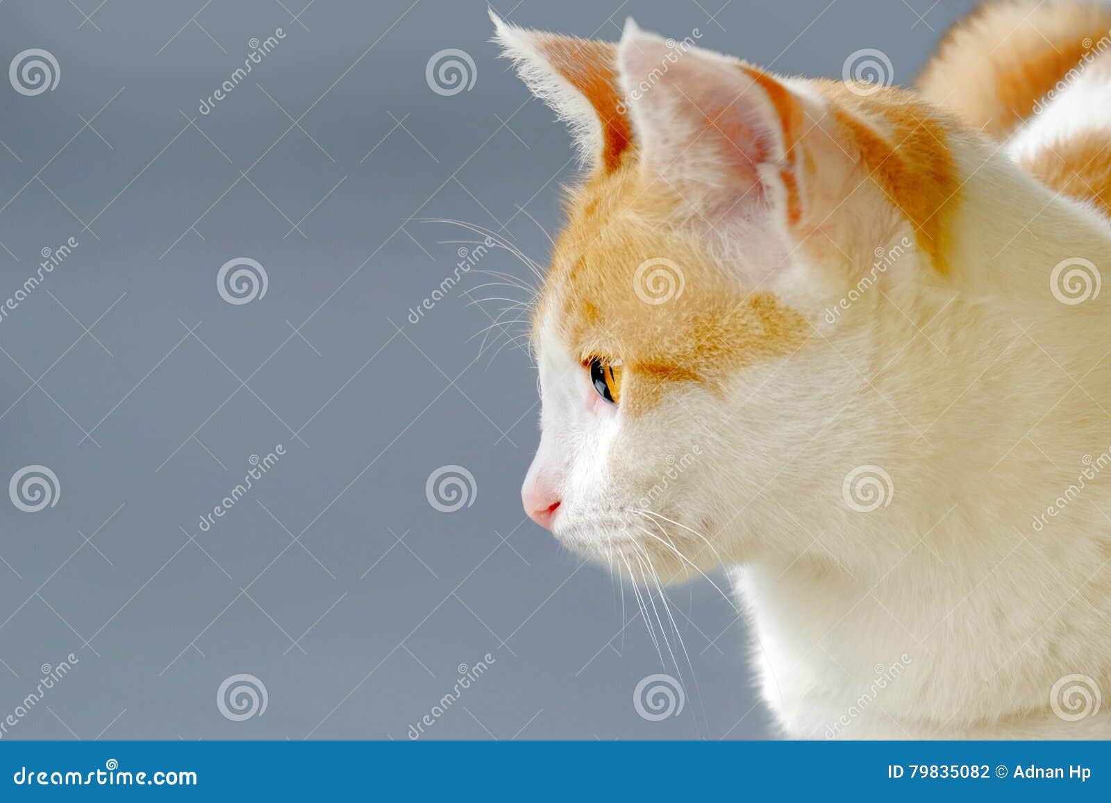 Cute Cat Seen from the Side Stock Photo - Image of domestic, adorable ...