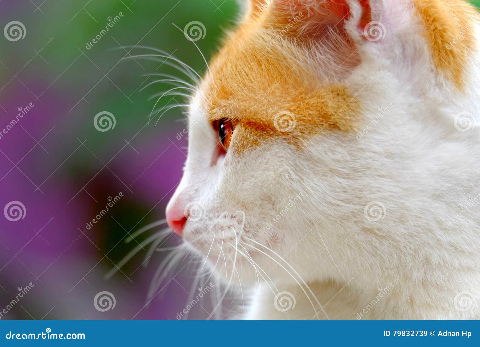 Cute Cat Seen from the Side Stock Image - Image of sharp, animal: 79832739