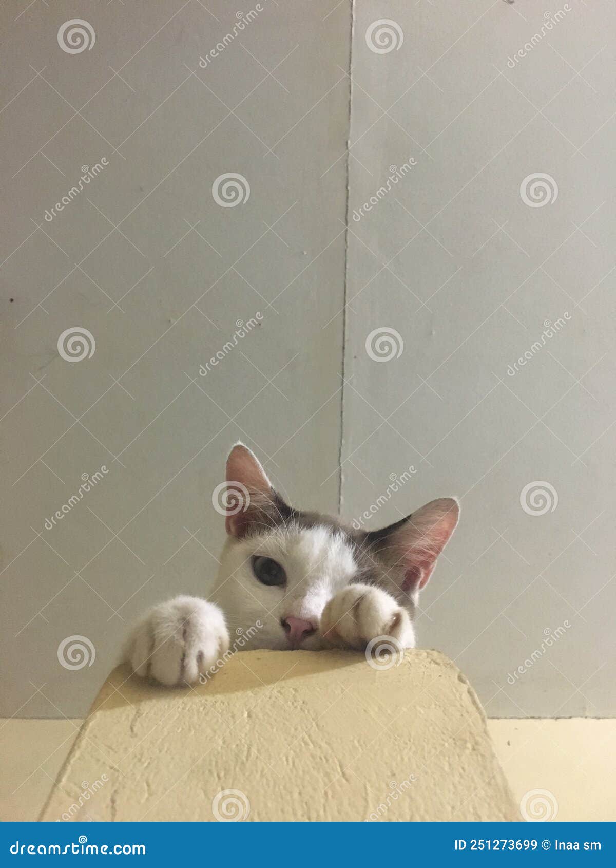 Cathome Stock Photos - Free & Royalty-Free Stock Photos from Dreamstime