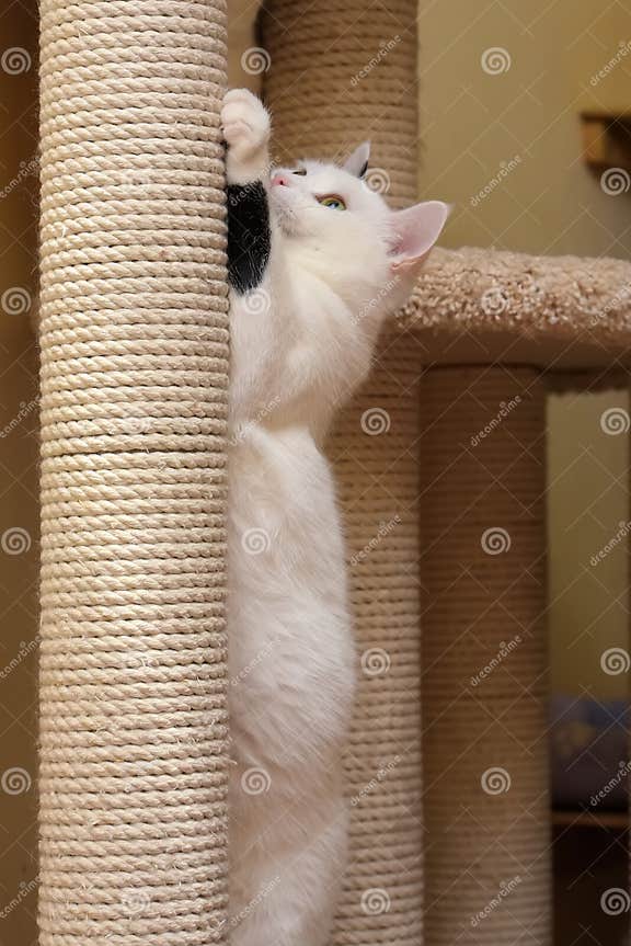 Cat Sharpens Claws about the Claw Stock Photo - Image of animal, little ...