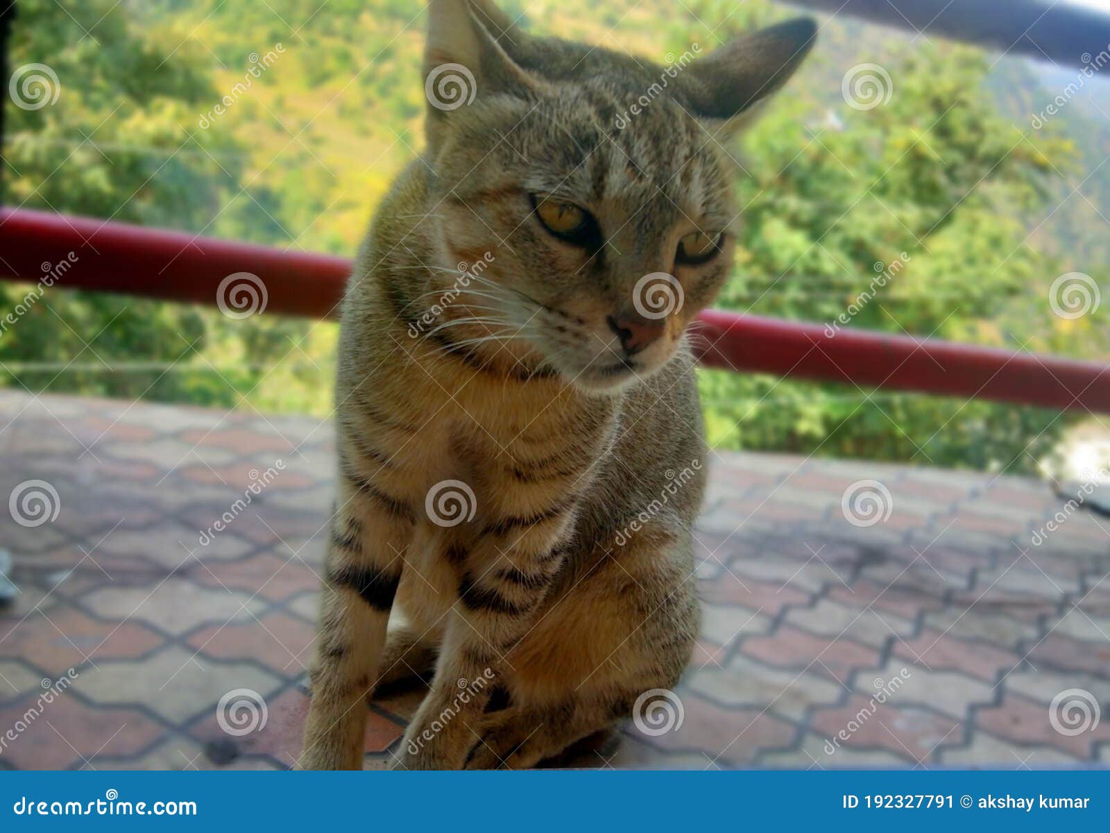 Cat Silent outside stock image. Image of shows, silent - 192327791