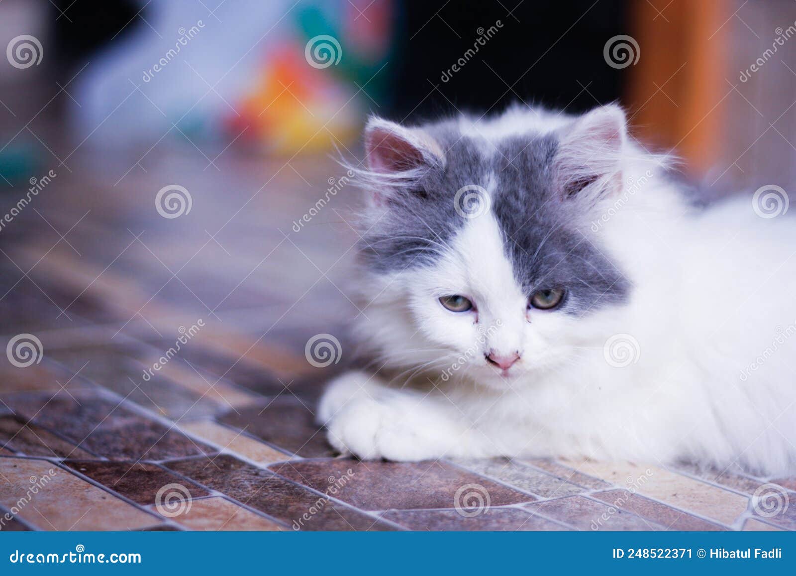 Cute cat or shy cat stock image. Image of animal, tired - 248522371