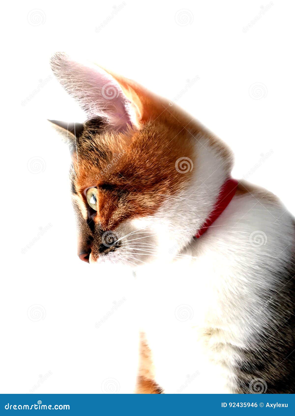 Cute cat stock photo. Image of copyspace, empty, feline - 92435946