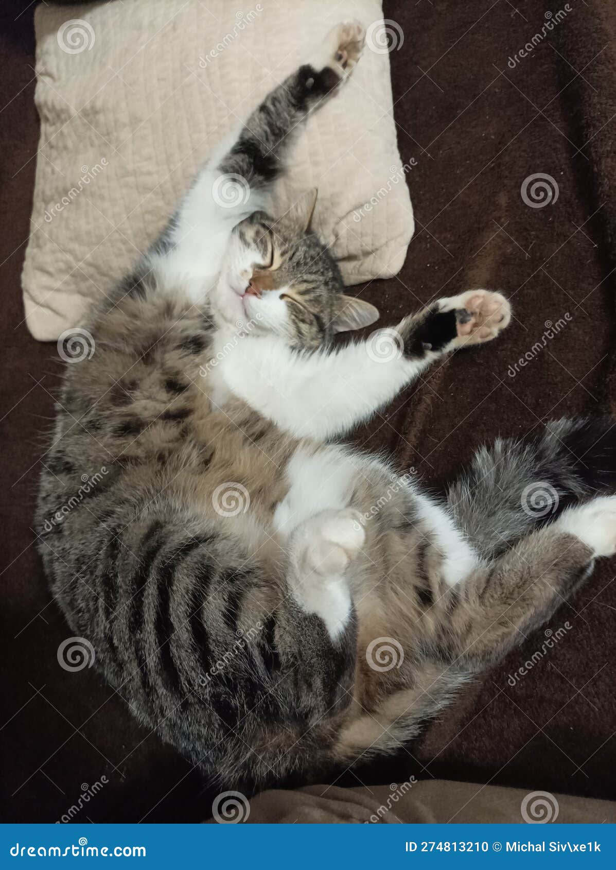 Cute cat Simba stock photo. Image of cute, white, sleepin - 274813210