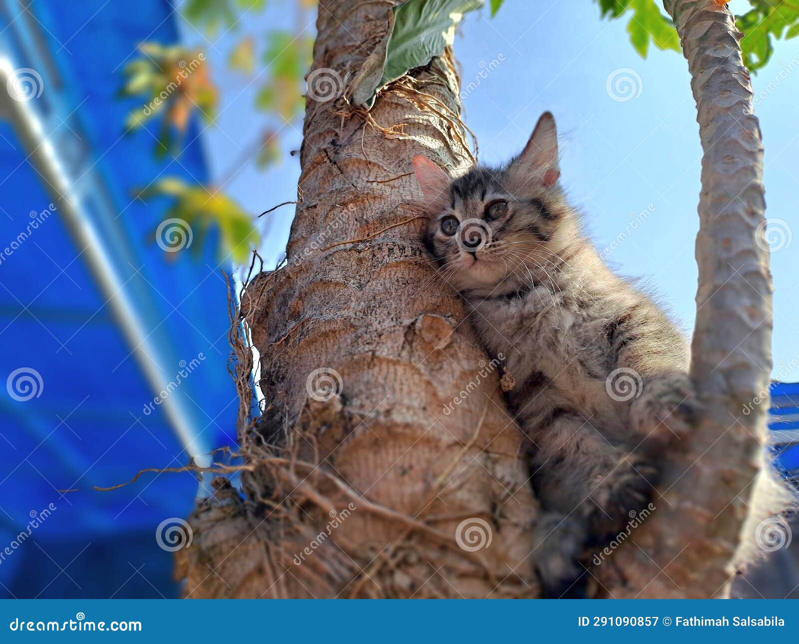 Cute cat sit on the tree stock image. Image of kitten - 291090857