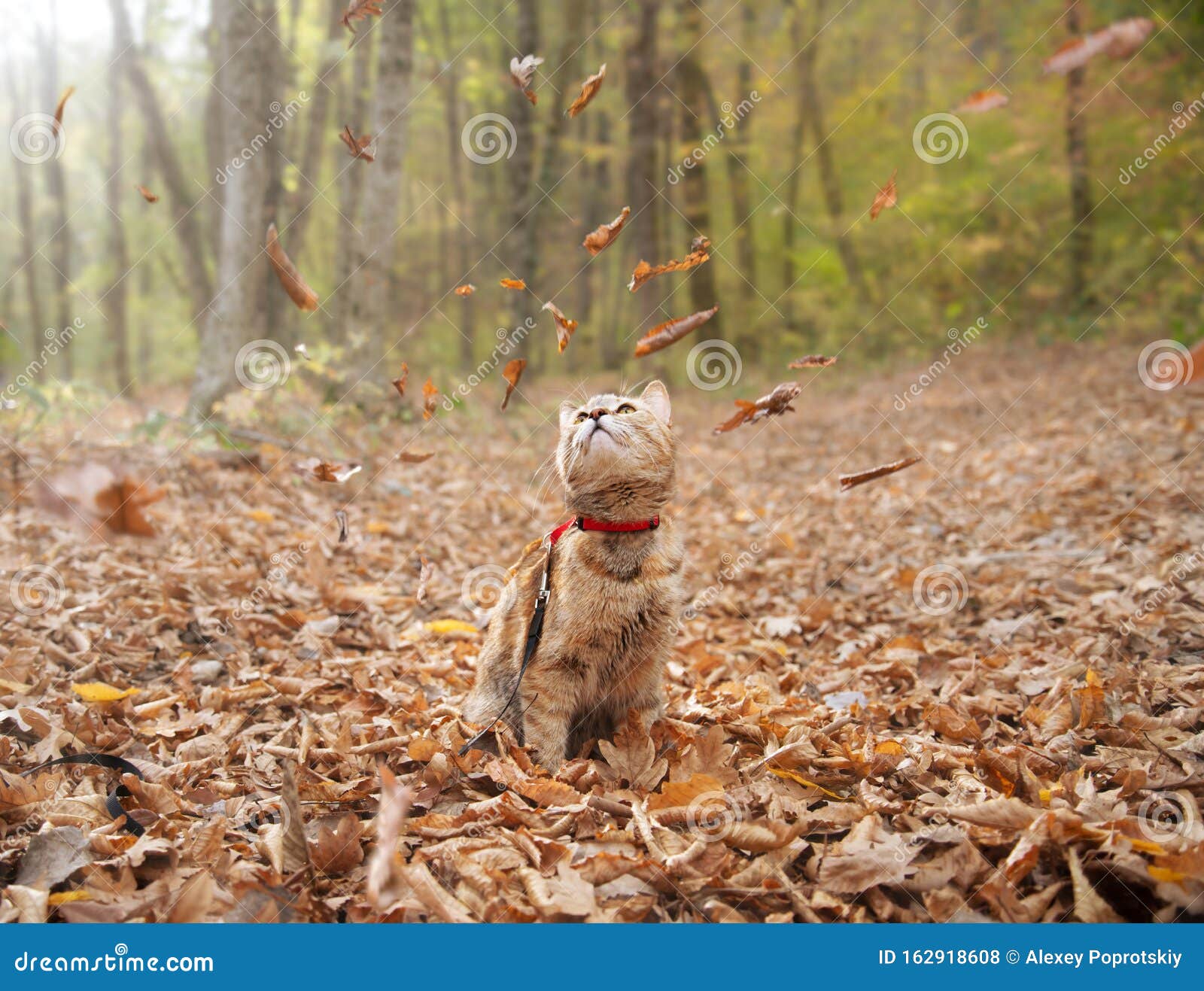Cute Cat Sitting in Autumn Forest and Looking at Falling Leaves. Stock ...