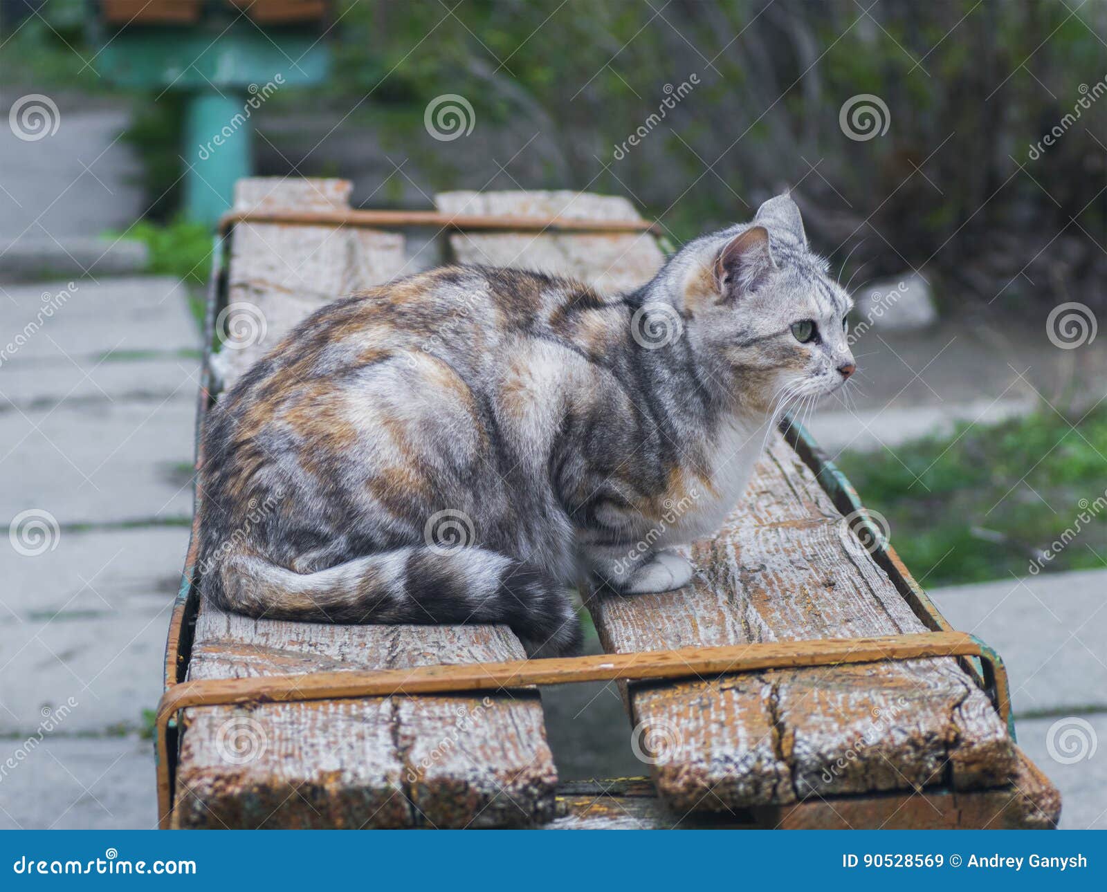 Cute Cat Sitting on a Bench Stock Image - Image of closeup, life: 90528569