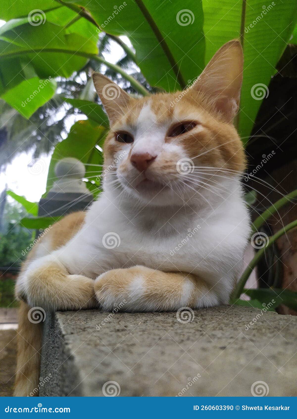 Cute Cat Sitting on a Compound Stock Photo - Image of carnivore, mammal ...