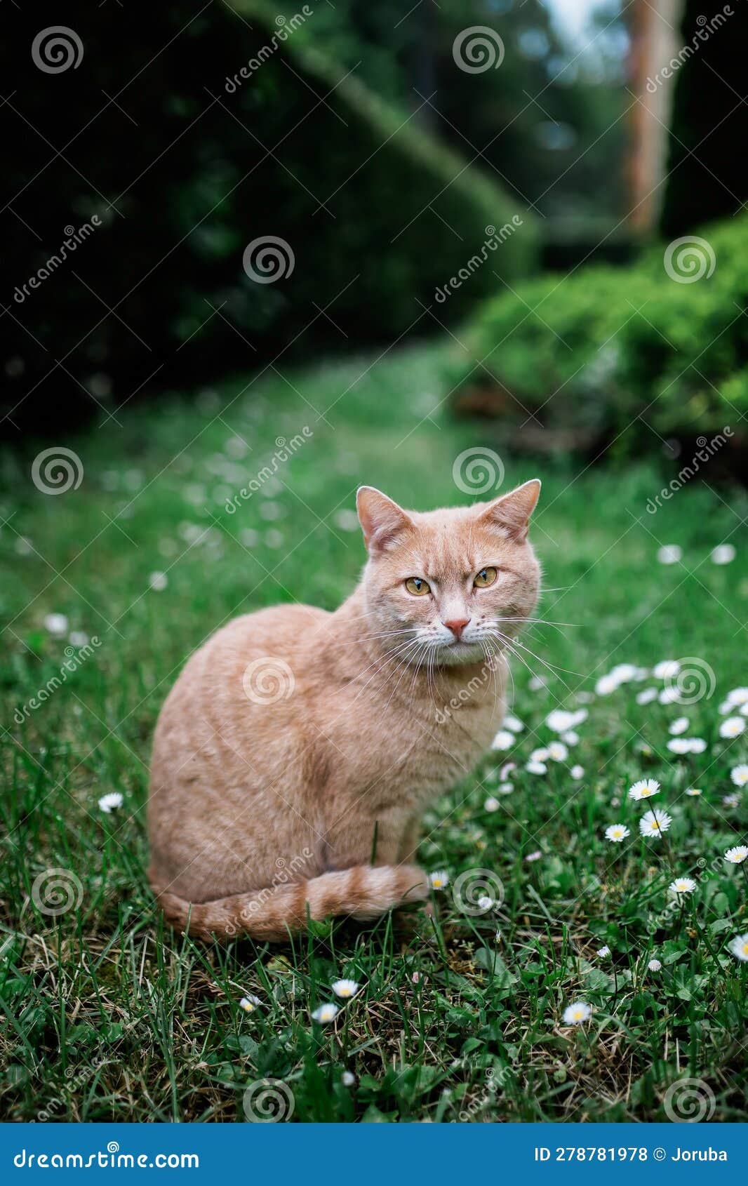 Cute cat sitting in garden stock photo. Image of close - 278781978