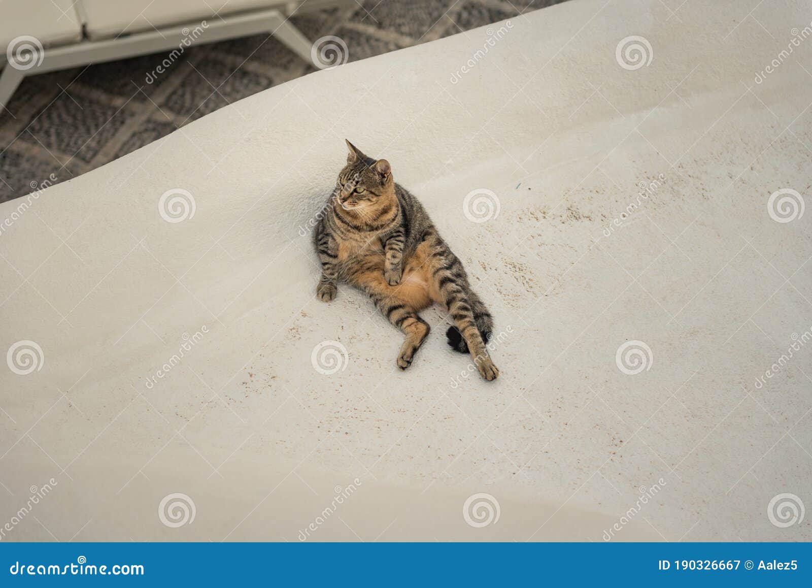 Cute Cat Sitting Like a Human Outdoors. Stock Image - Image of kitten ...