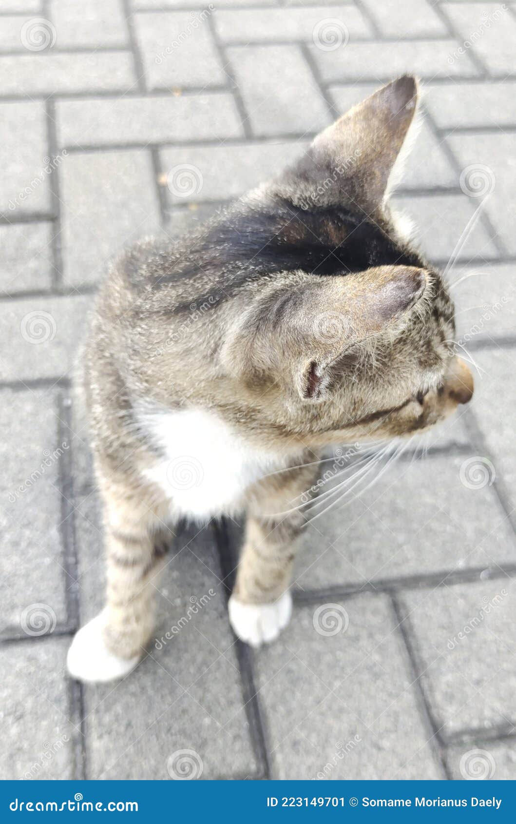 Cute Cat is Sitting Looking Back Stock Image - Image of whiskers ...