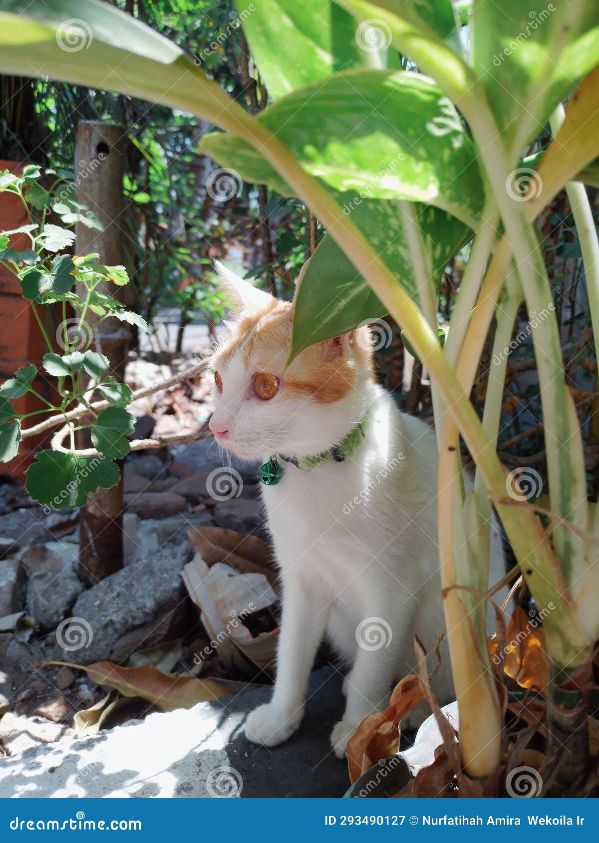A Cute Cat is Sitting Outdoors Under Plants at Noon. Animal Theme Stock ...