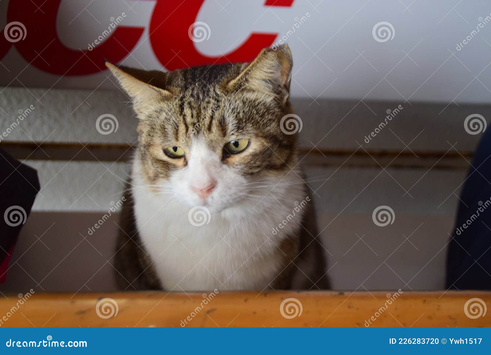 A Cute Cat Sitting at a Table Stock Photo - Image of face, floor: 226283720
