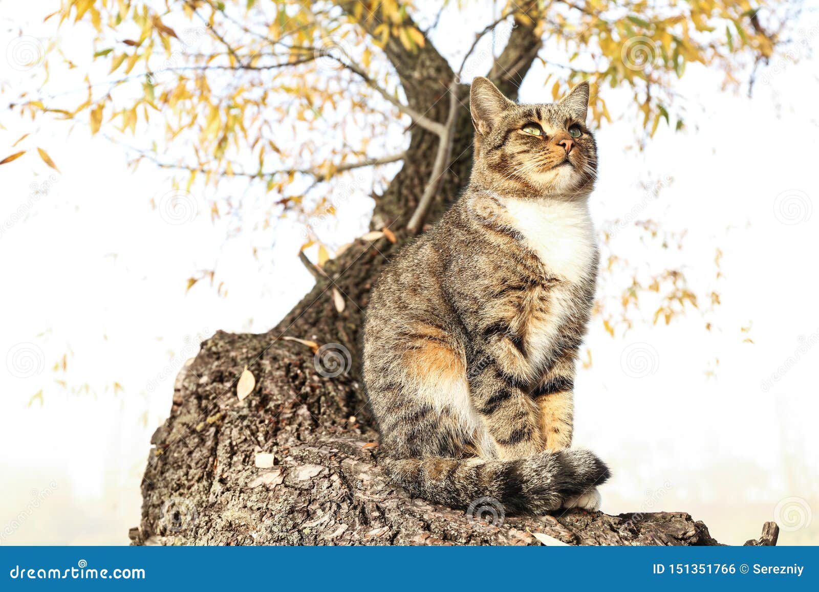 Cute Cat Sitting on Tree in Autumn Park Stock Photo - Image of mammal ...