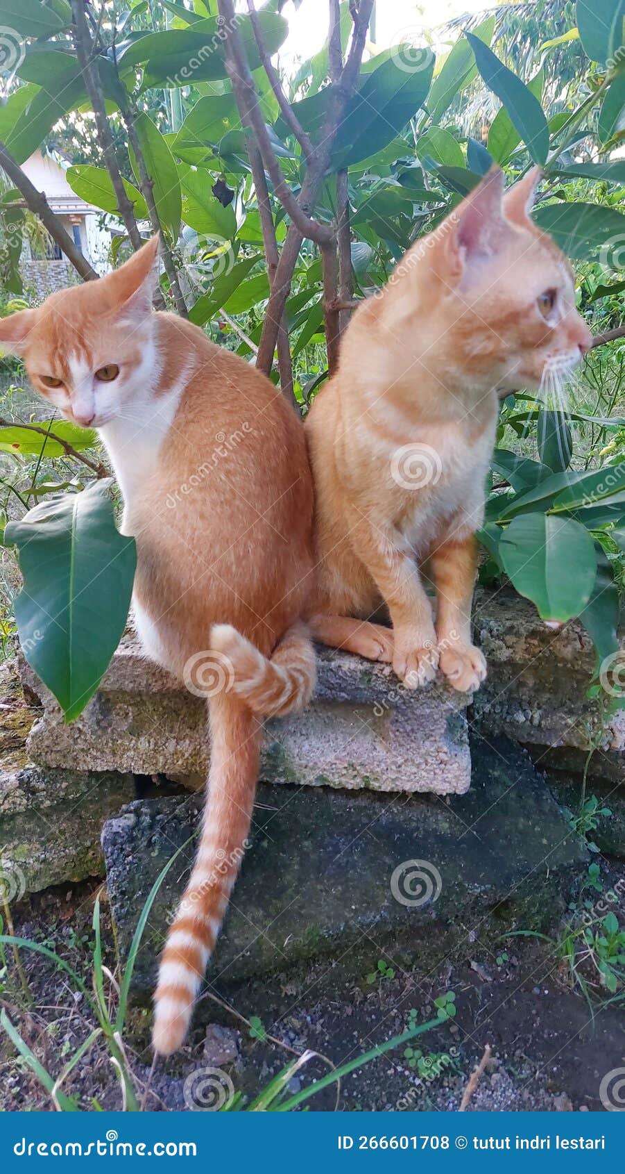 Cute Cat Sitting Under the Tree Stock Photo - Image of grass, cute ...