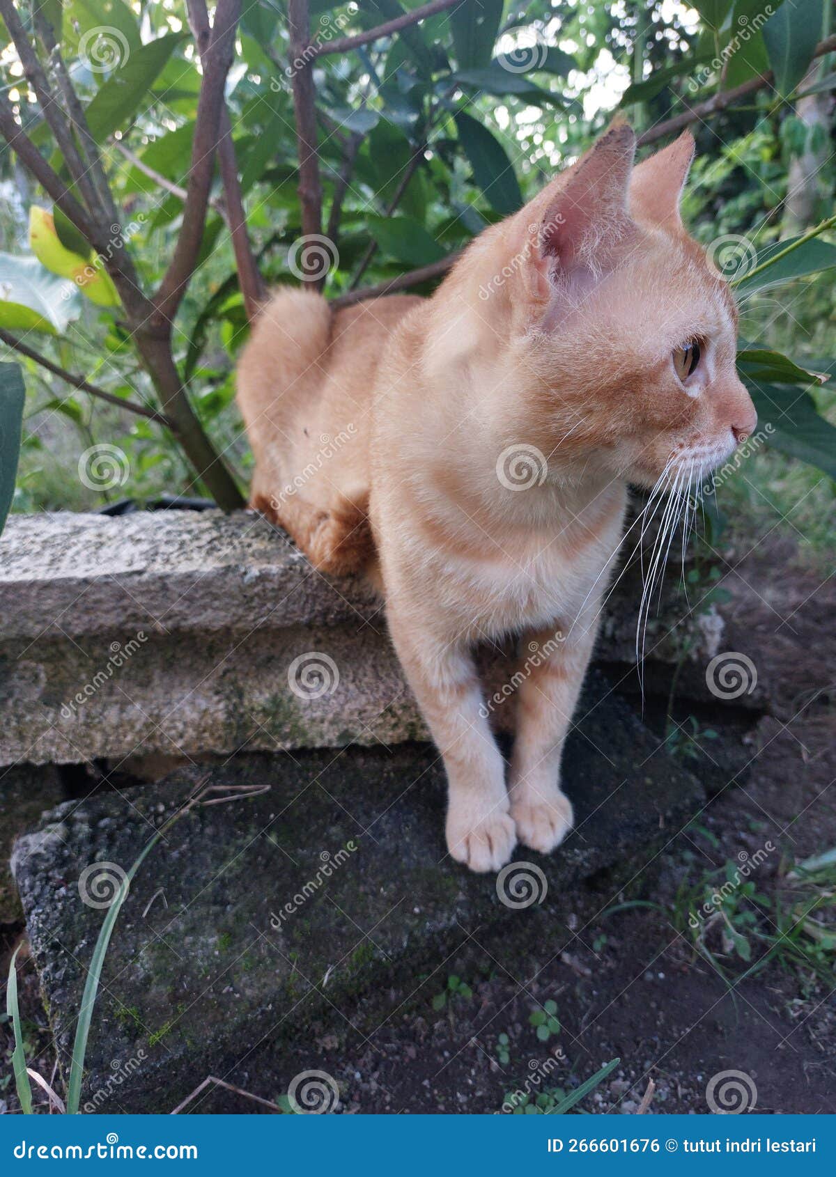 Cute Cat Sitting Under the Tree Stock Photo - Image of wildcat, grass ...