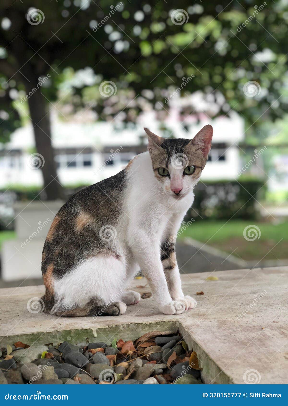 A Cute Cat is Sitting Under the Tree in the Park Stock Image - Image of ...