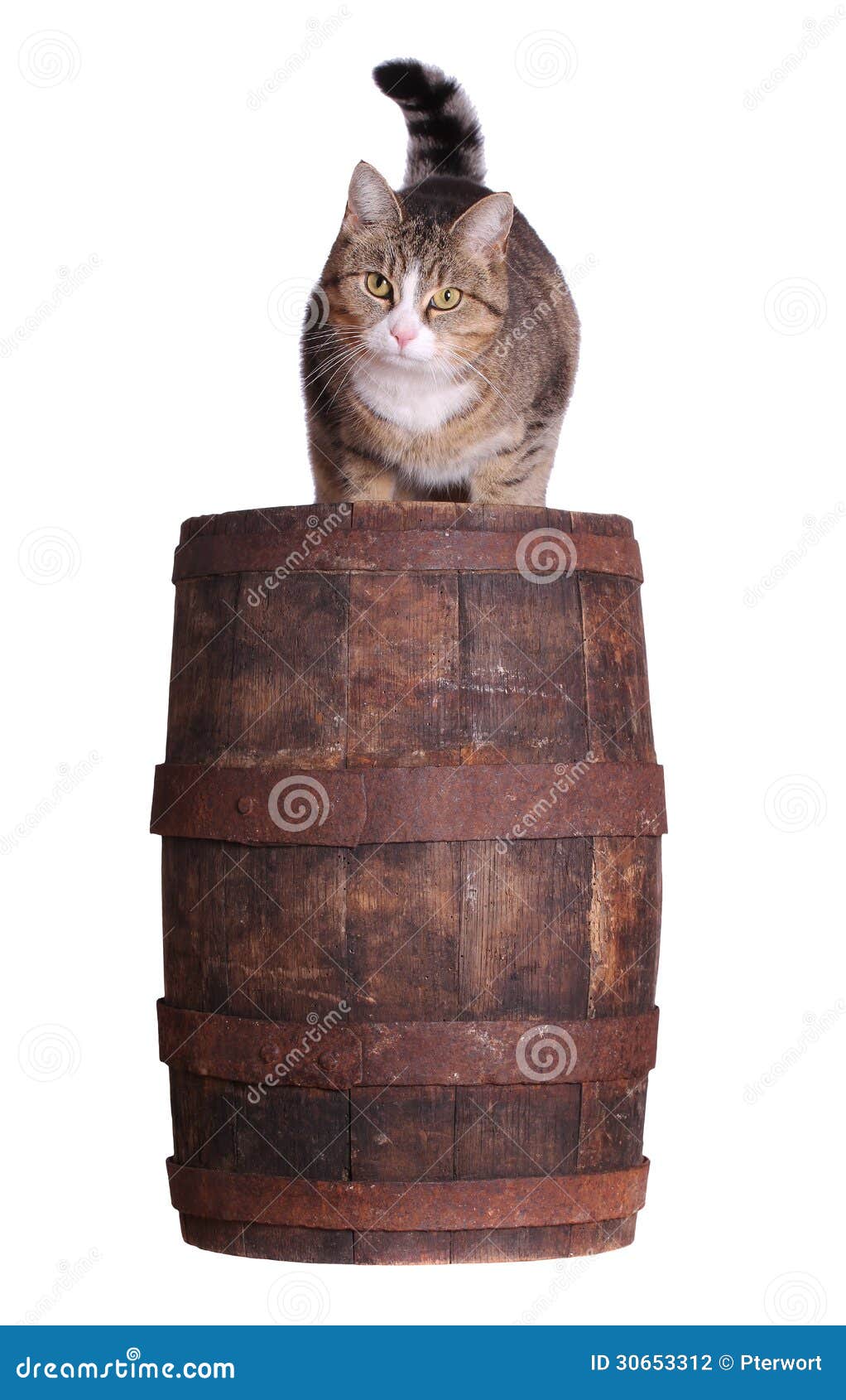 Man Sitting In A Barrel And Pouring Salt On A Fish Stock Photo ...
