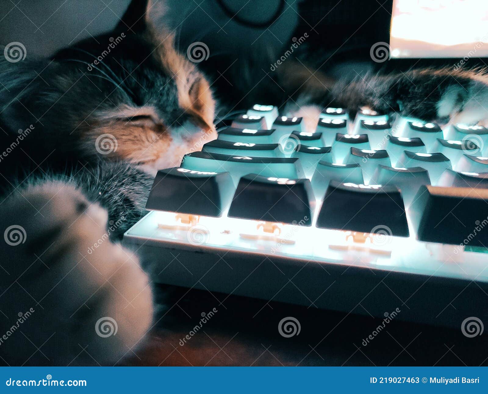 Cute cat sleep at night stock image. Image of cute, sleep - 219027463