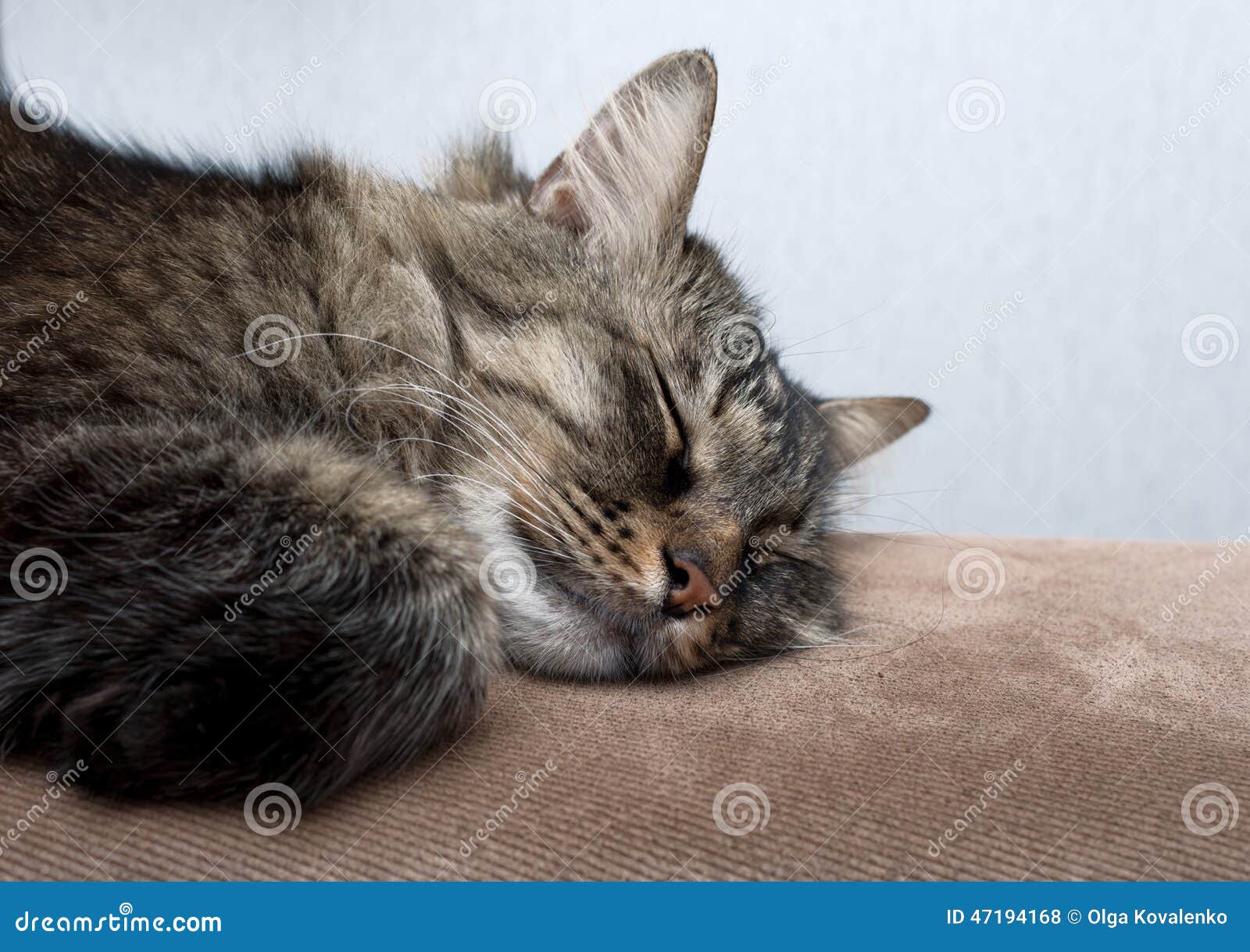 A cute cat sleeping stock photo. Image of lazy, portrait - 47194168