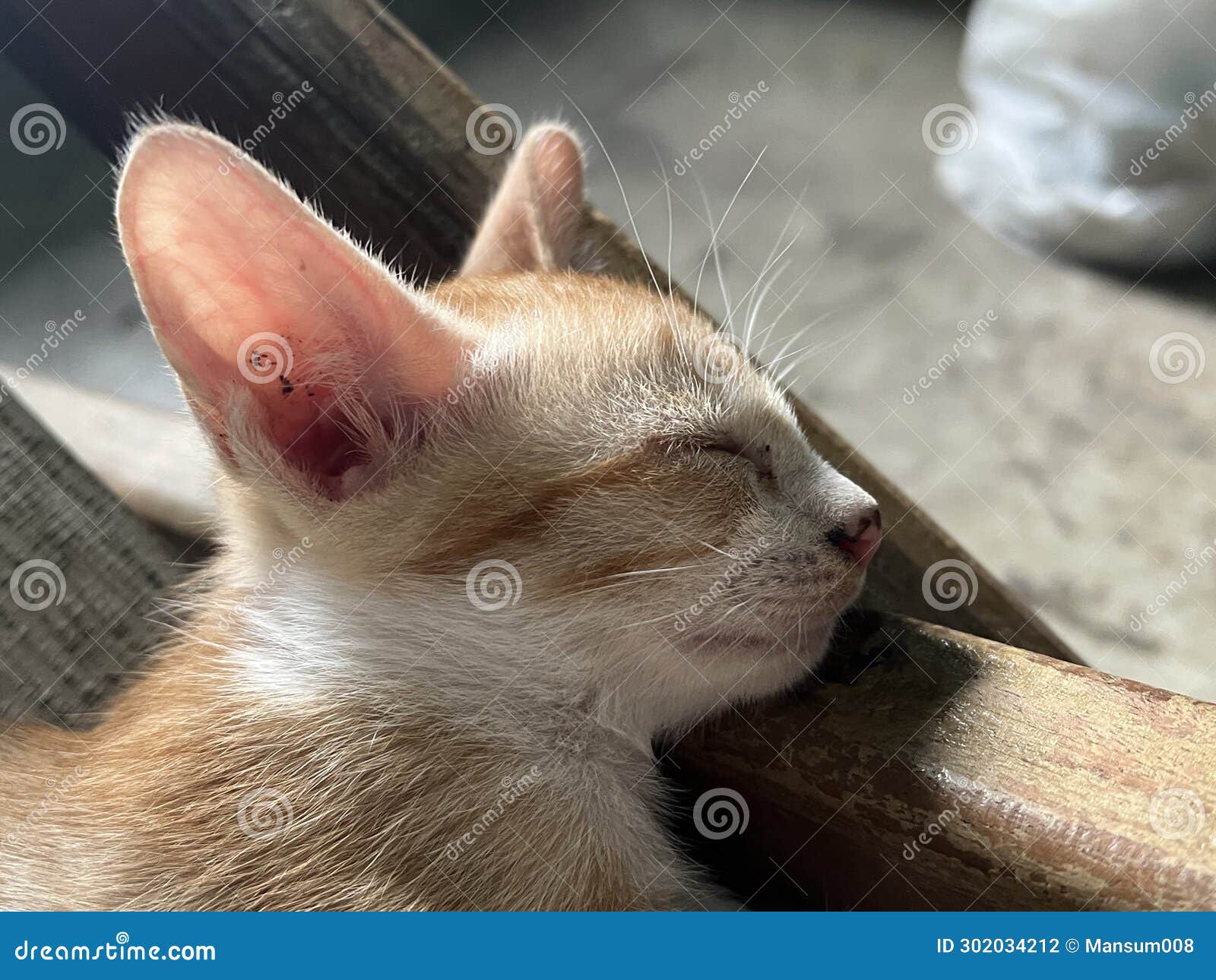 Cute Cat Sleeping in the Bed Stock Photo - Image of relax, kitten ...