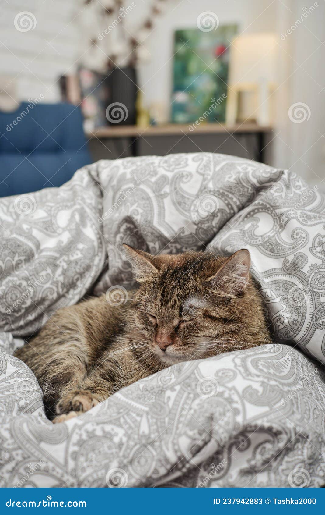 Cute cat sleeping on a bed stock image. Image of home - 237942883
