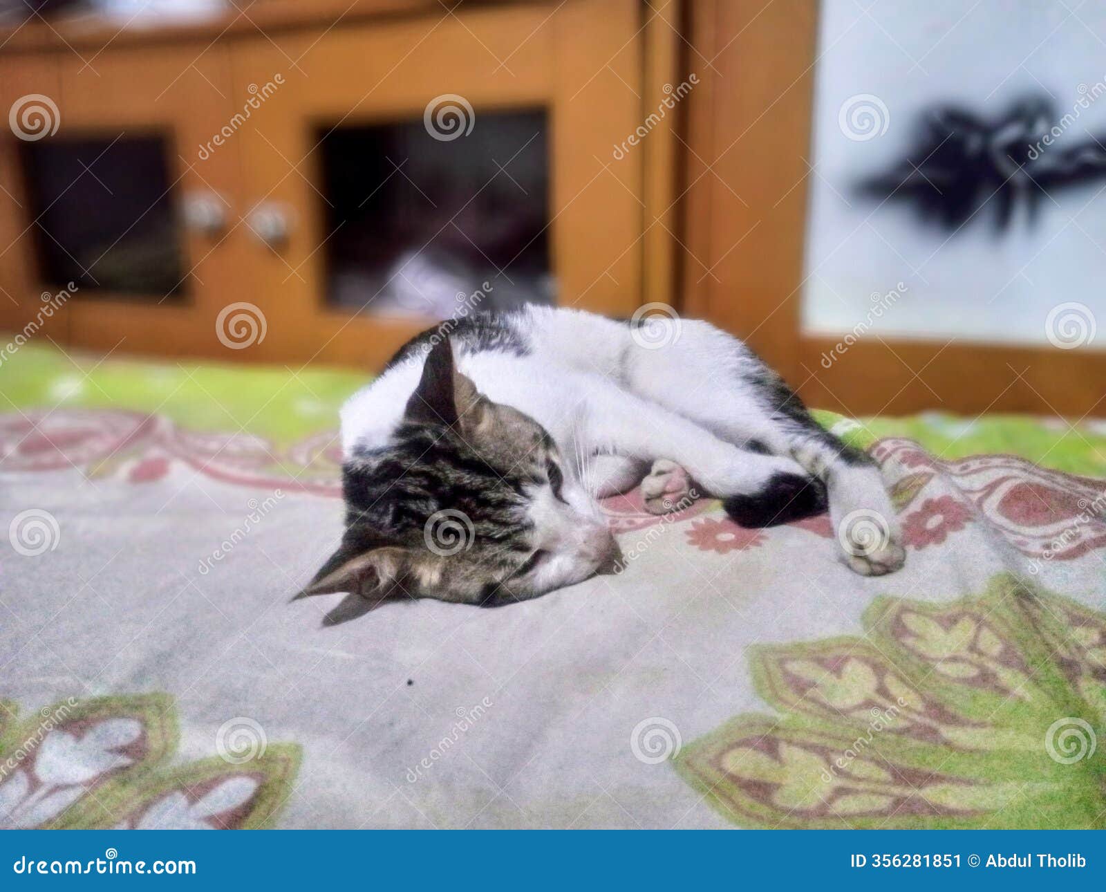 Cute cat sleeping on bed stock image. Image of resting - 356281851