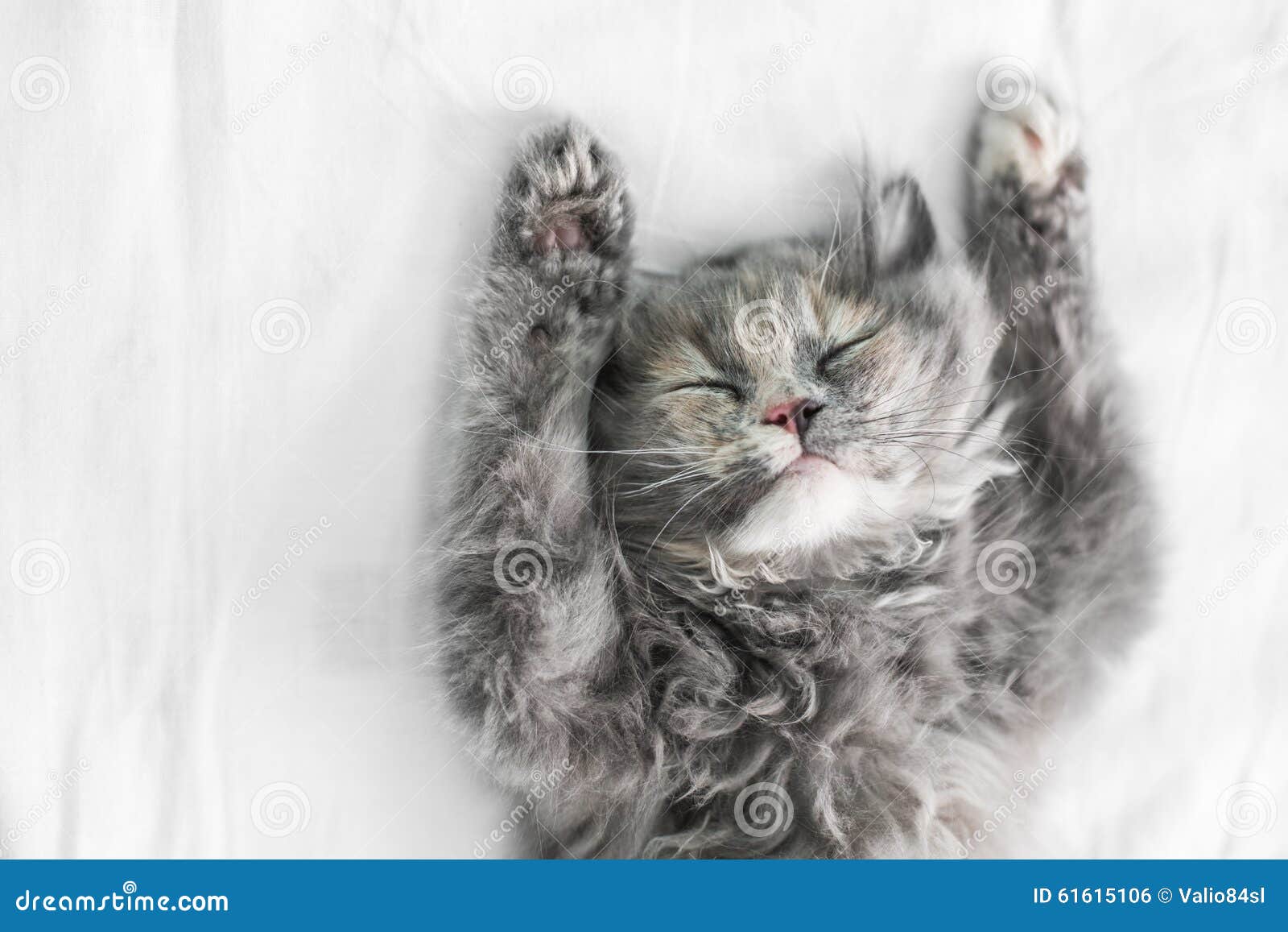 Cute Cat Sleeping on the Bed Stock Photo - Image of cute, portrait ...