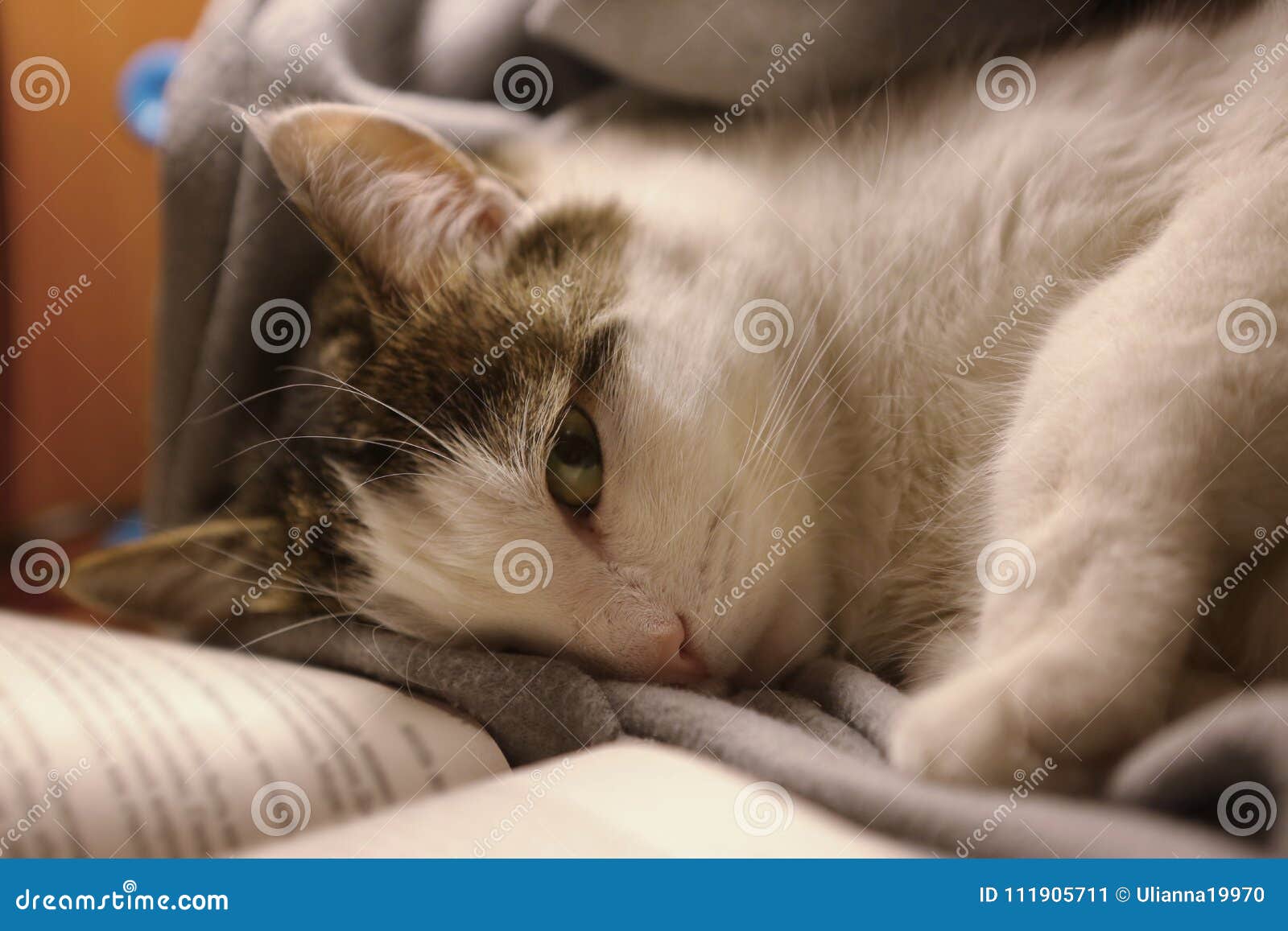 Cute Cat Sleeping beside the Book Lazy Nap Stock Image - Image of brown ...
