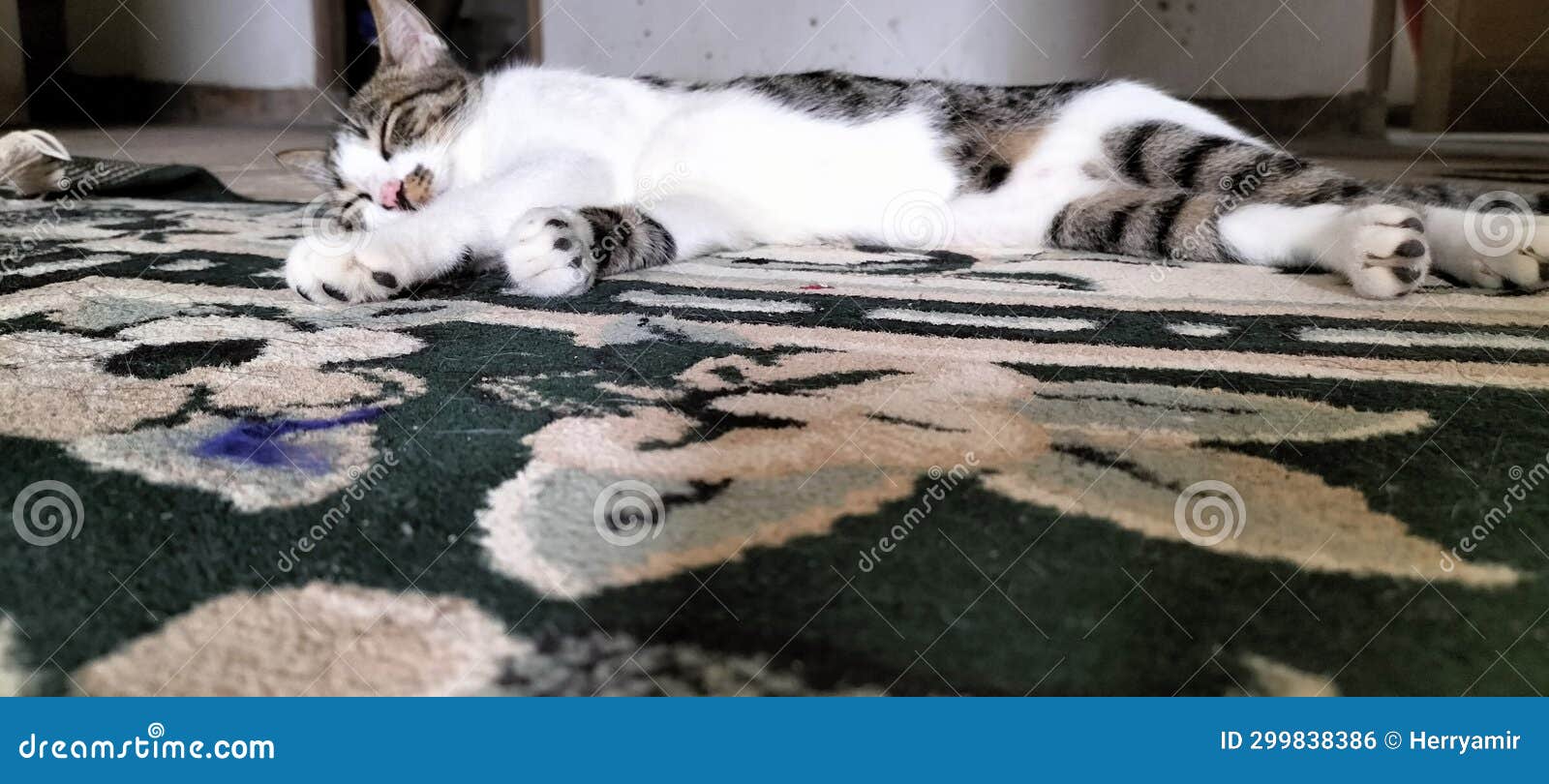 Cute Cat Sleeping on the Carpet after Playing Stock Photo - Image of ...