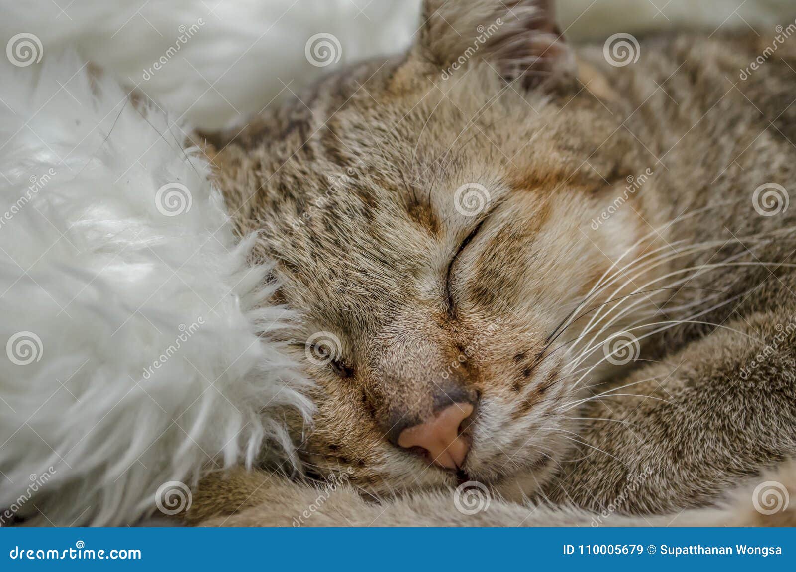 Cute Cat Sleeping Cat stock image. Image of adorable - 110005679