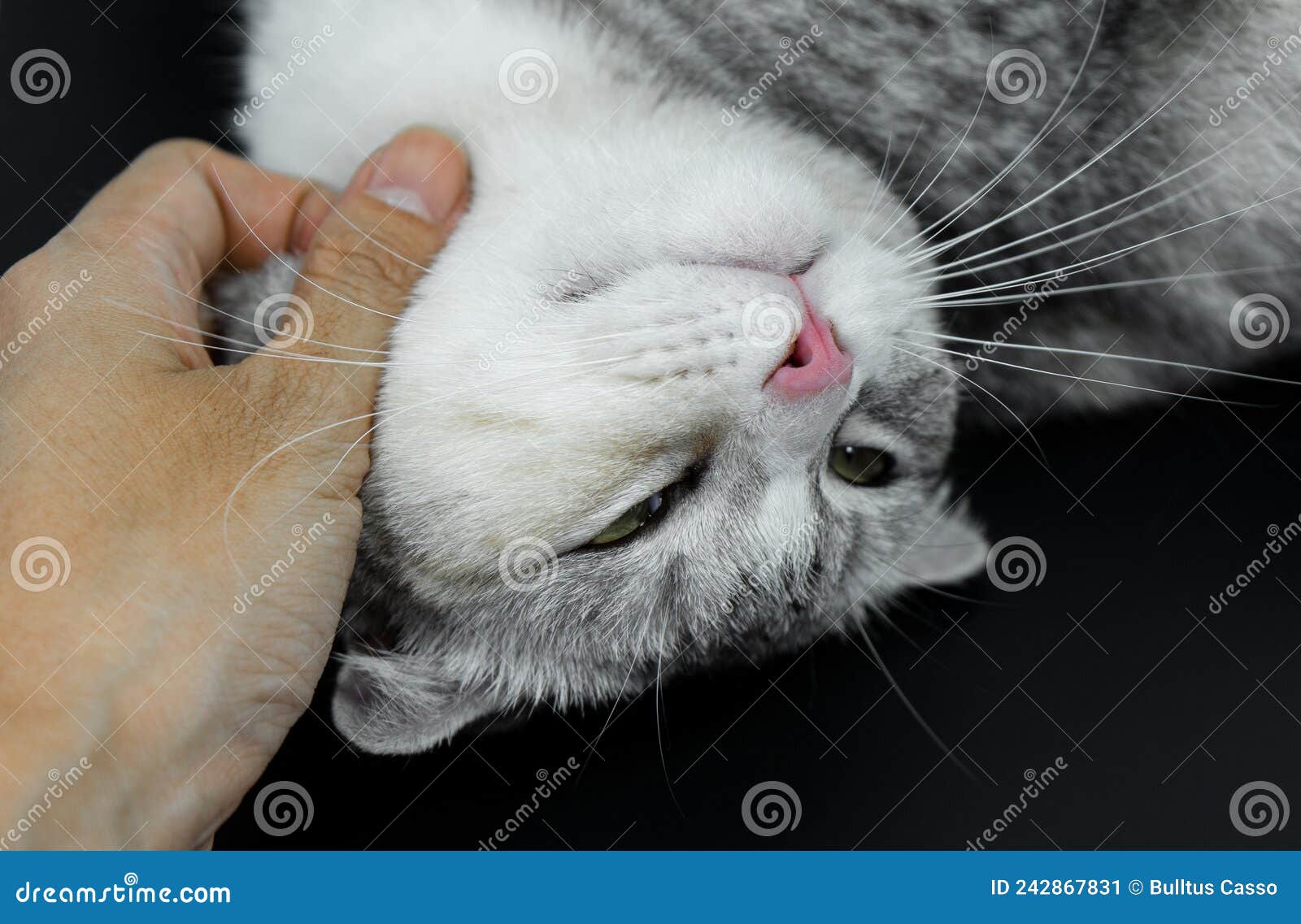 Cute Cat is Sleeping for the Hand To Scratch Stock Image - Image of ...