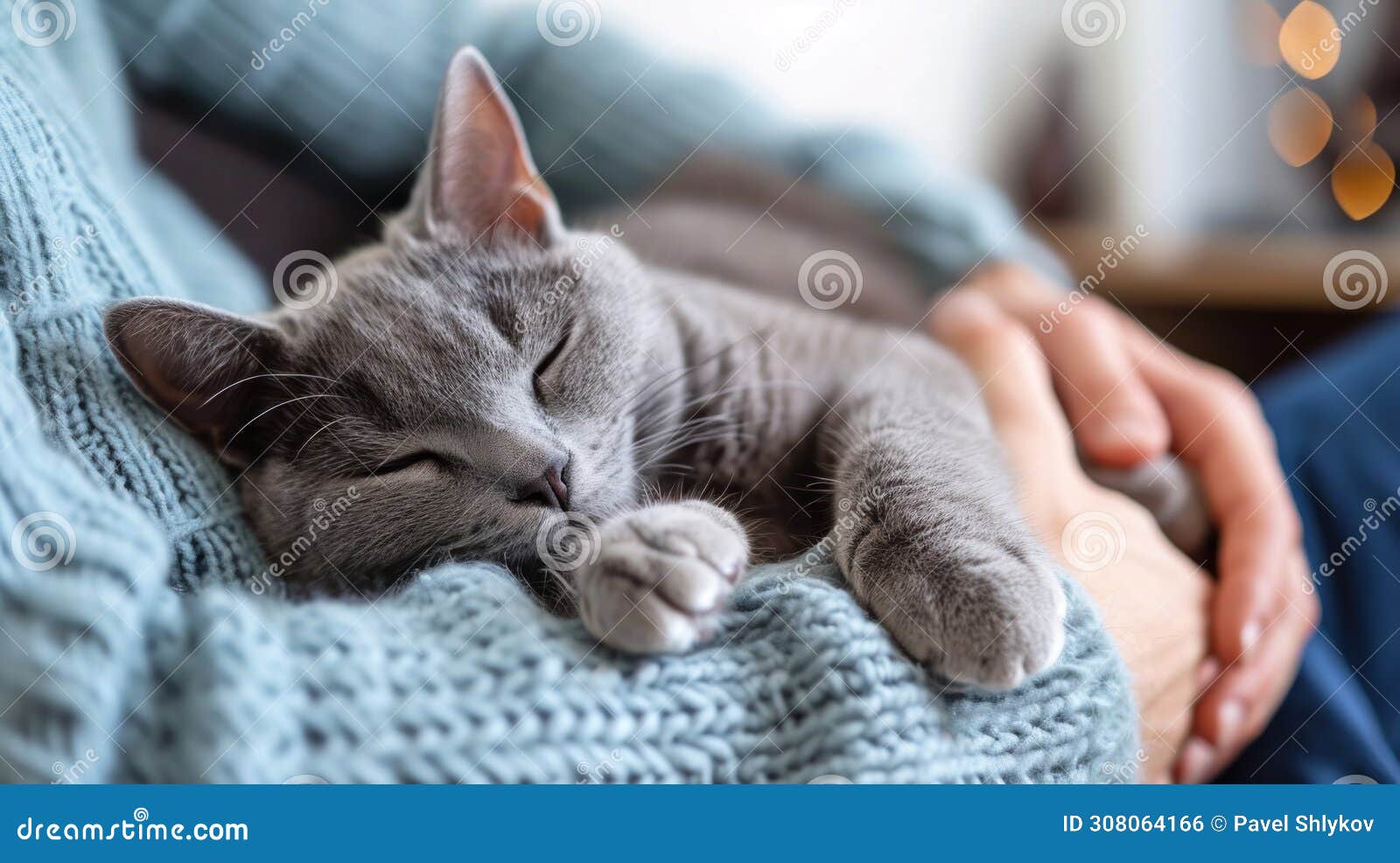 Cute Cat Sleeping on the Human Foto de archivo - Imagen de mascota ...