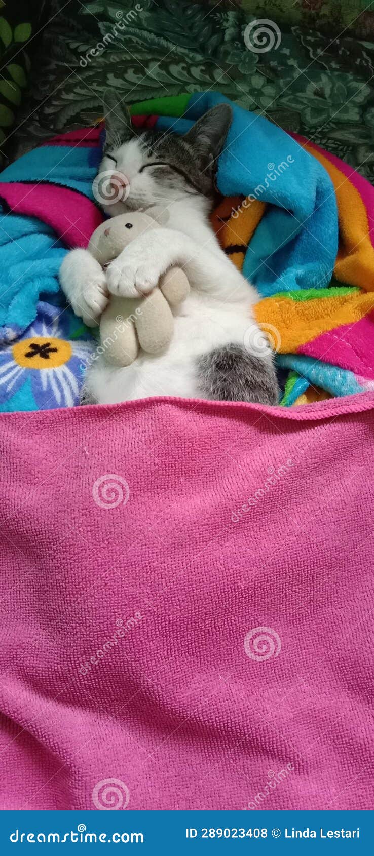 Cute Cat Sleeping stock photo. Image of cute, animal - 289023408