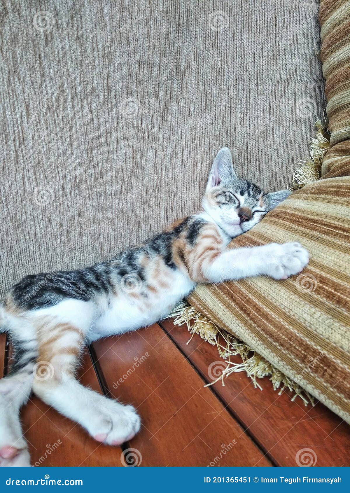 Cute Cat Sleeping Like a Human Stock Image - Image of cute, chill ...