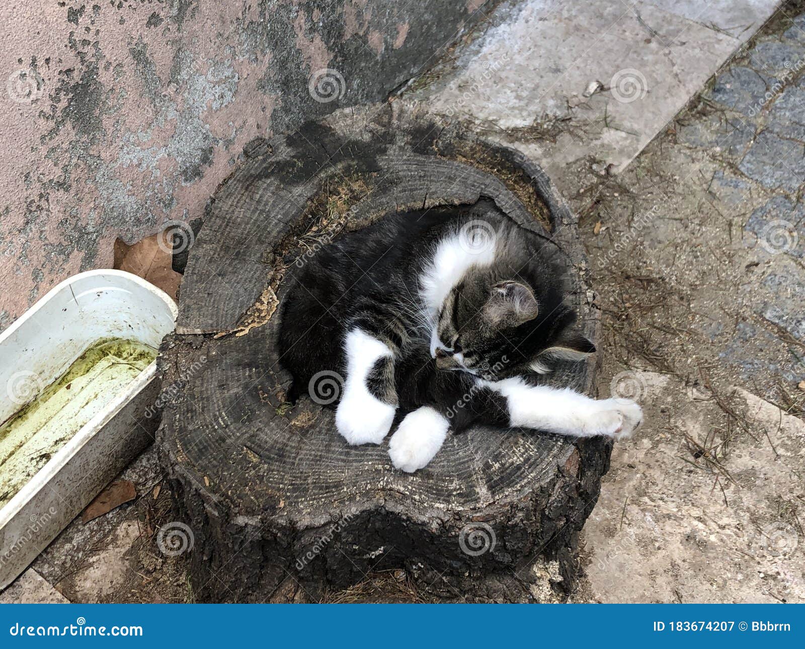 A Cute Cat Sleeping on Log of Tree at Street Stock Image - Image of ...