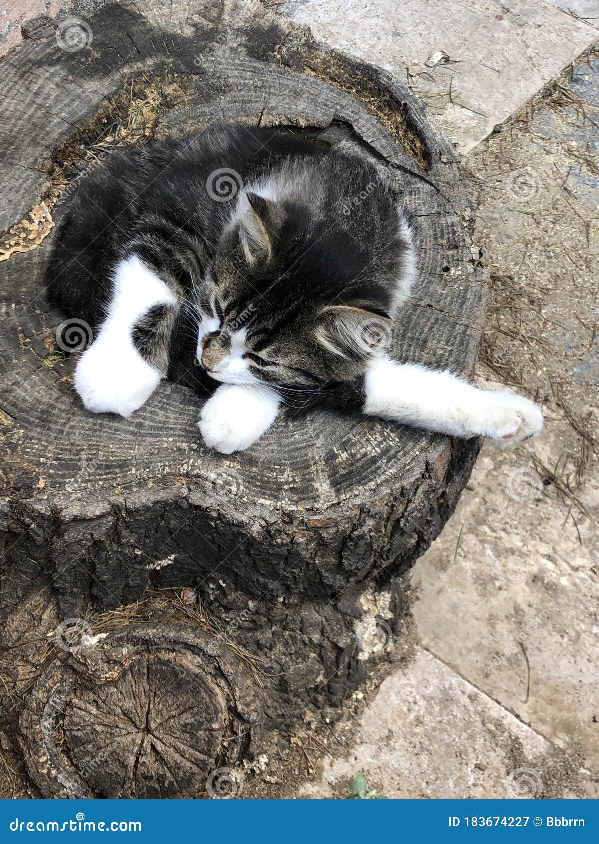 A Cute Cat Sleeping on Log of Tree at Street Stock Image - Image of ...