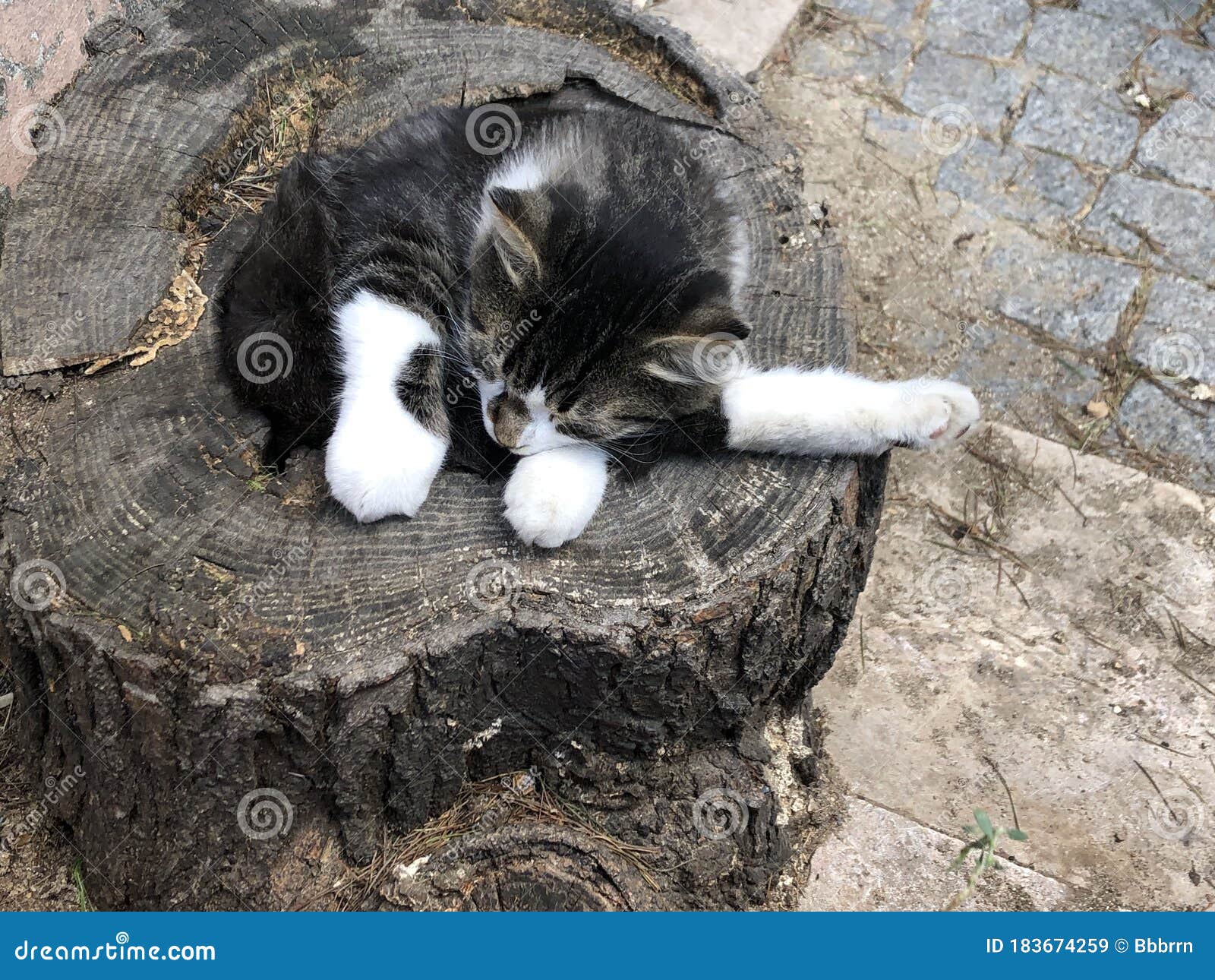 A Cute Cat Sleeping on Log of Tree at Street Stock Image - Image of ...