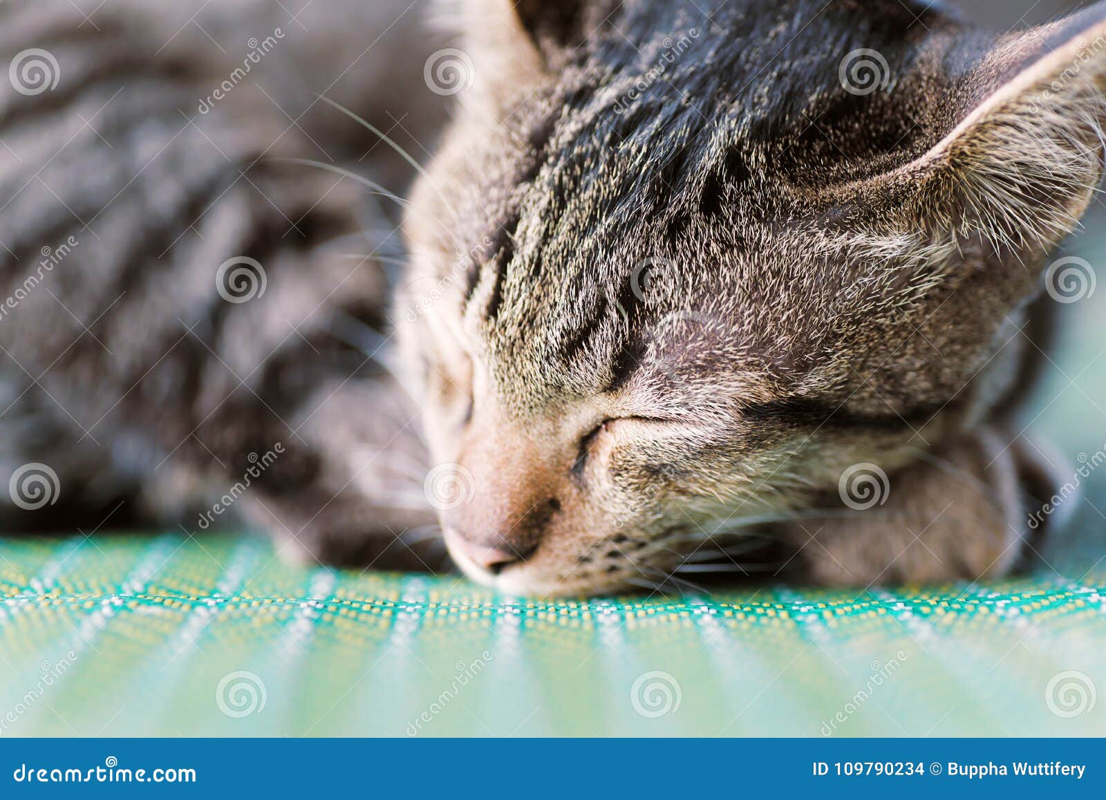 Cute Cat Sleeping on the Mat Stock Photo - Image of face, adorable ...